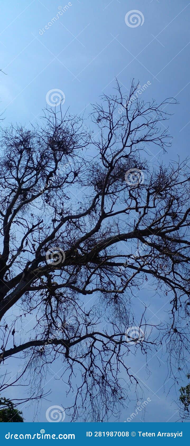 Only a Dry Tree and a Few Branches Left Stock Photo - Image of tree ...