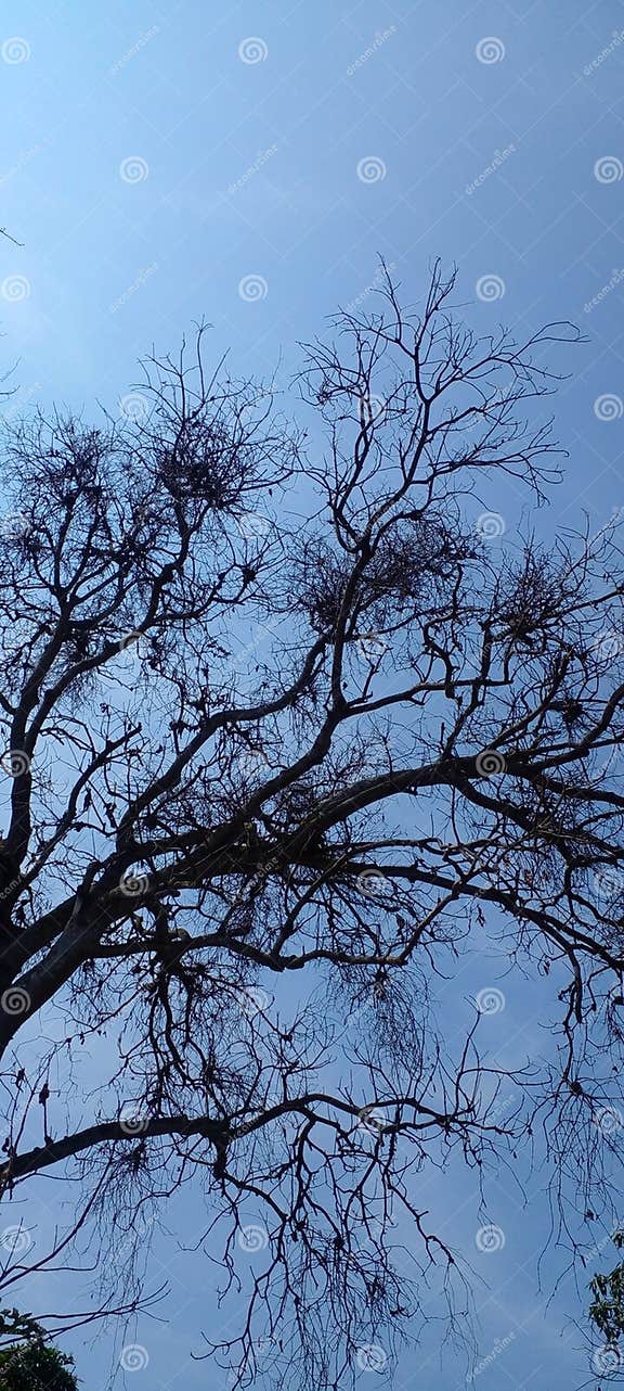 Only a Dry Tree and a Few Branches Left Stock Photo - Image of tree ...