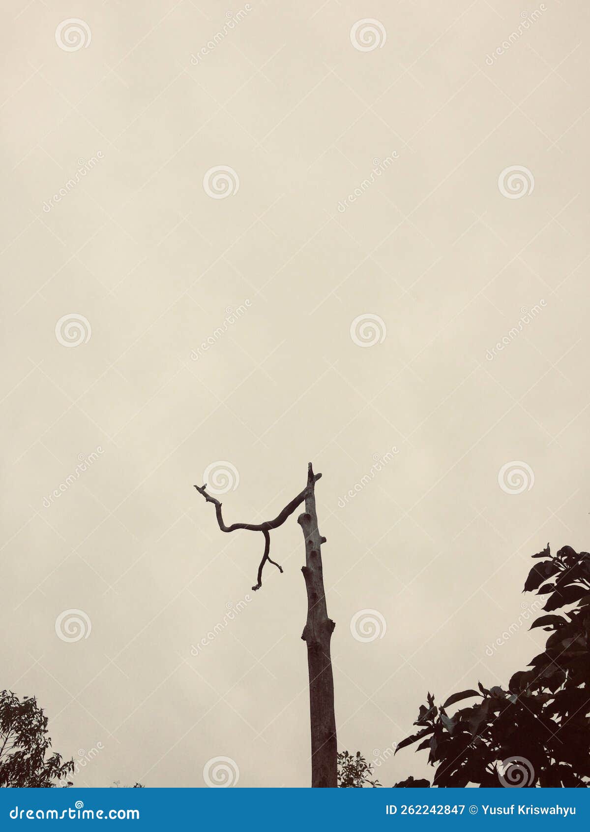 Dry tree stock image. Image of tree, tress, drying, field - 262242847