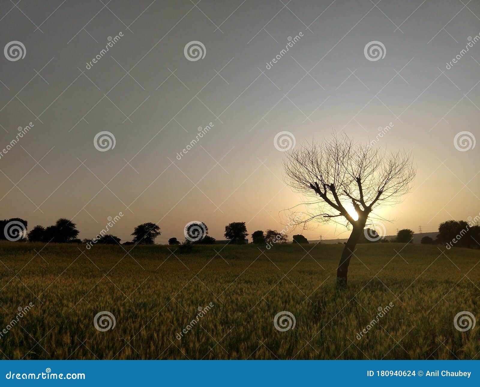 Dry Tree, Field, Sunset, Sun Rise, Stock Photo - Image of morning ...