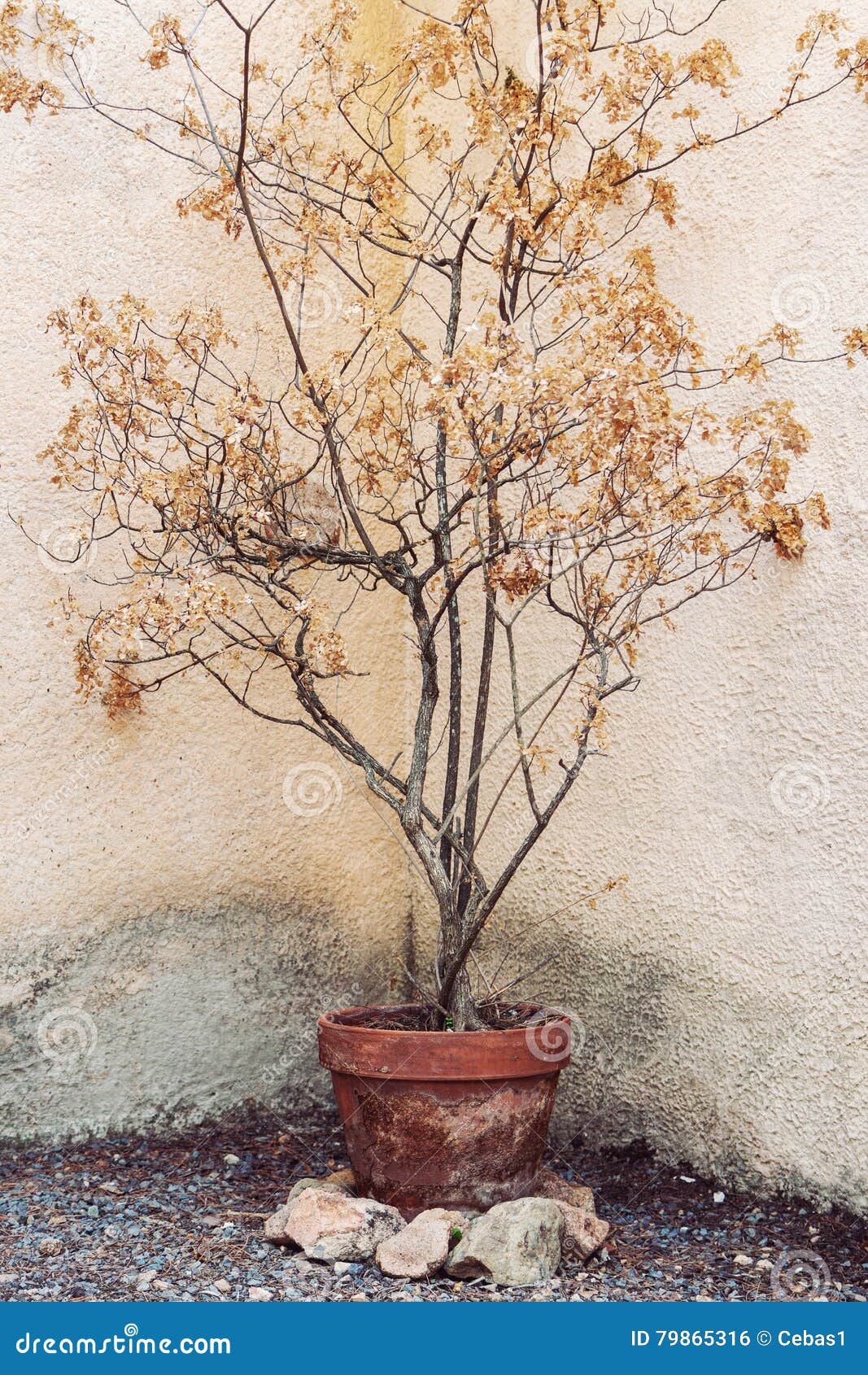 Dry tree in flower pot stock photo. Image of gardening - 79865316