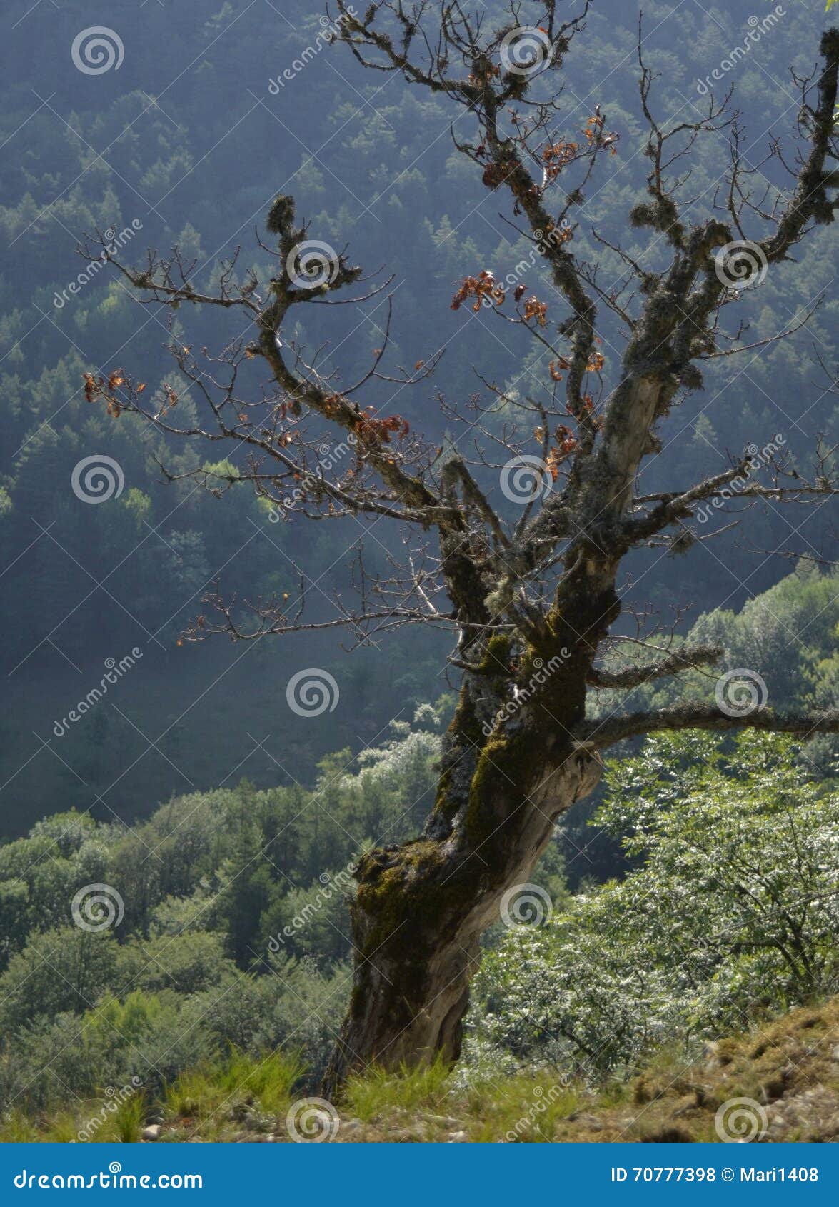 Dry tree in the forest stock photo. Image of plant, leaf - 70777398