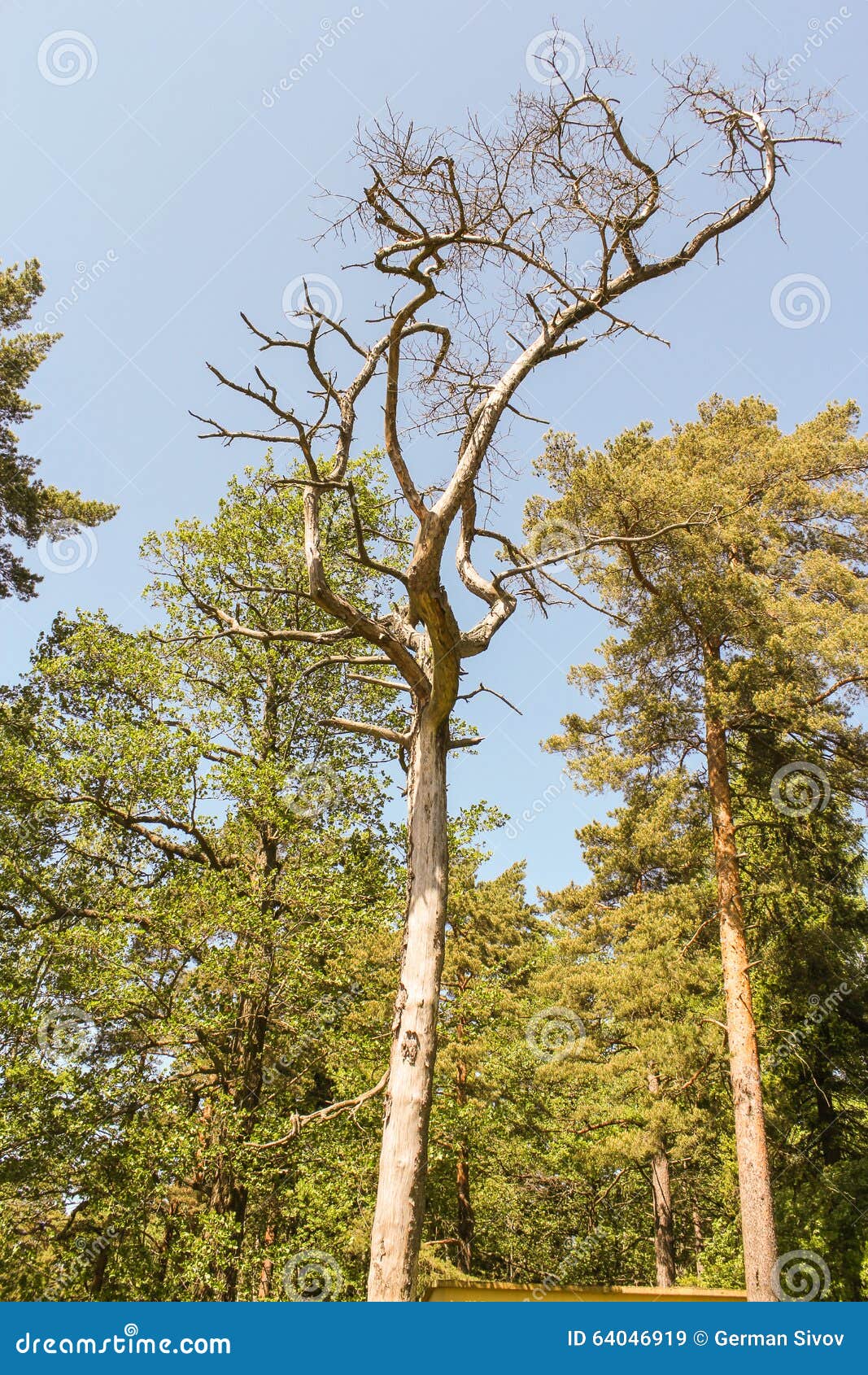 Dry tree in the forest stock image. Image of natural - 64046919