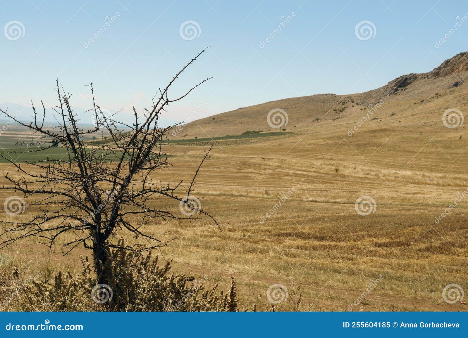 Dry tree. stock image. Image of rural, plant, countryside - 255604185