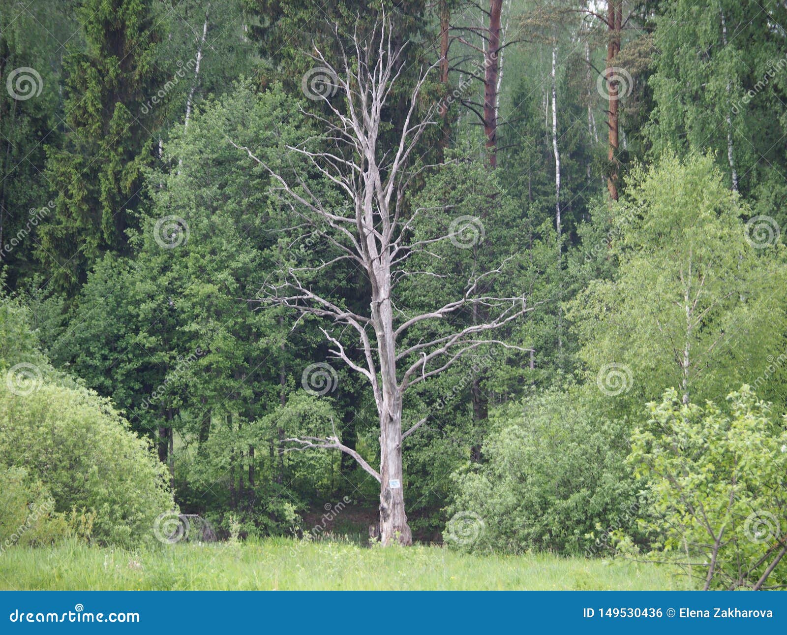 Dry Tree in a Green Forest. Stock Photo - Image of living, plantation ...
