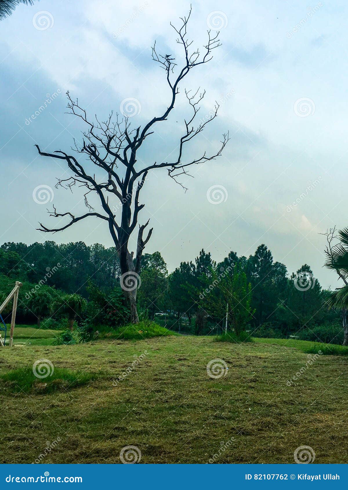 Dry tree in green forest stock photo. Image of park, cloudy - 82107762