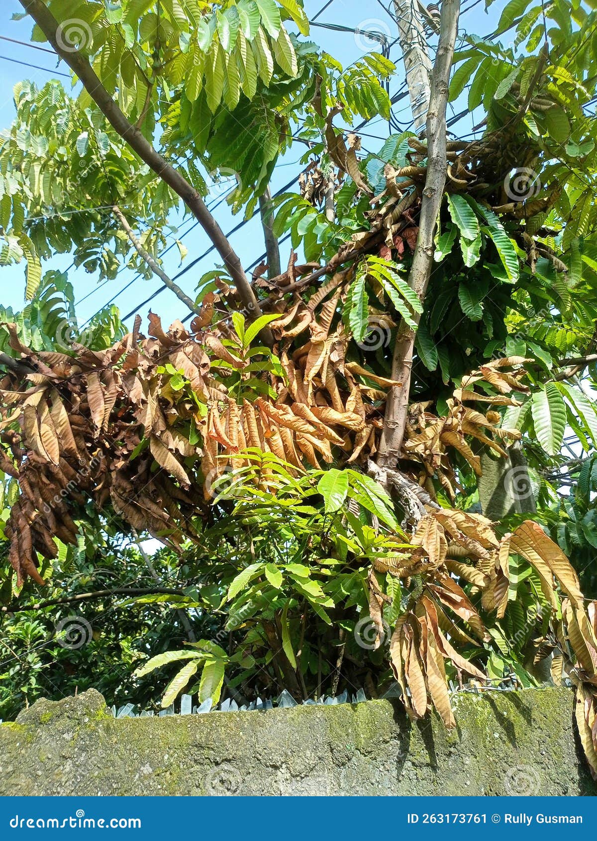 Dry tree among green trees stock image. Image of garden - 263173761