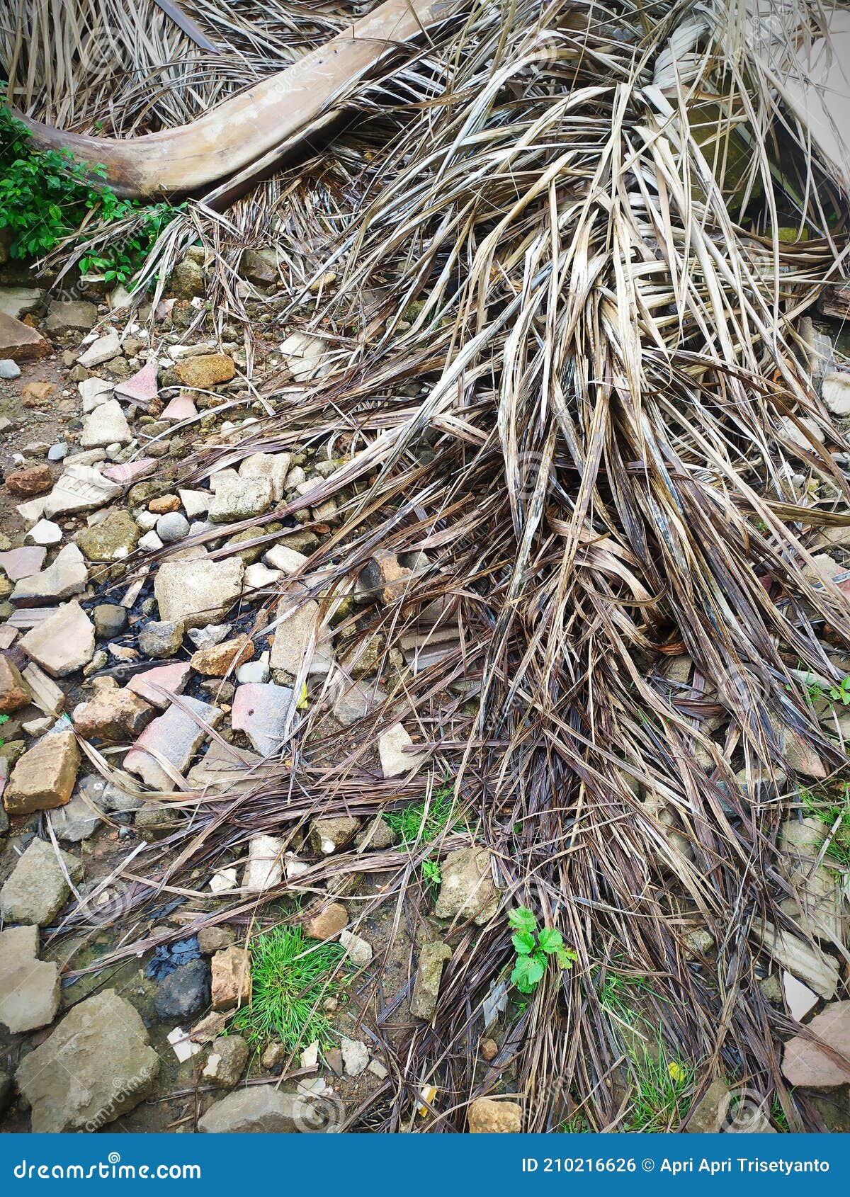 Dry Tree that Had Fallen and the Rain Fell Stock Photo - Image of fell ...