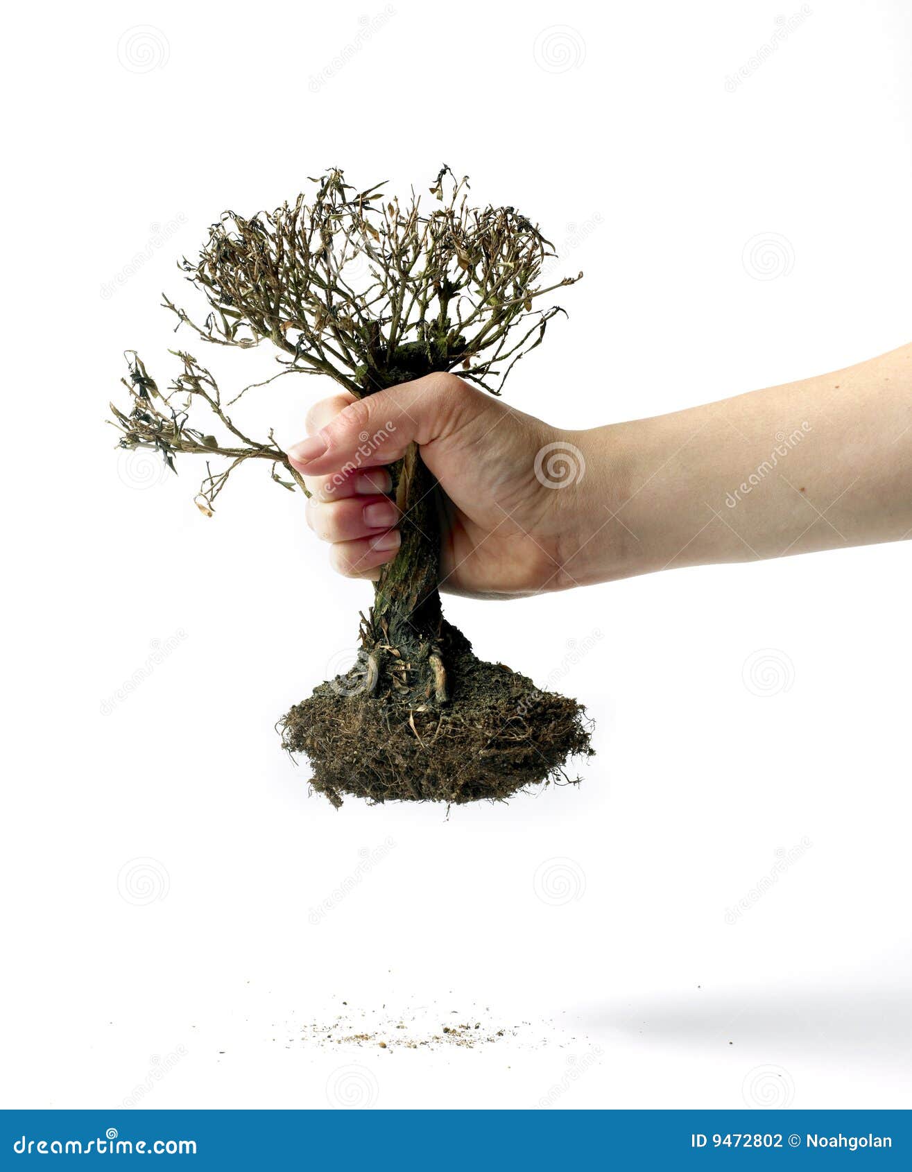 677 Fist Tree Stock Photos - Free & Royalty-Free Stock Photos from ...