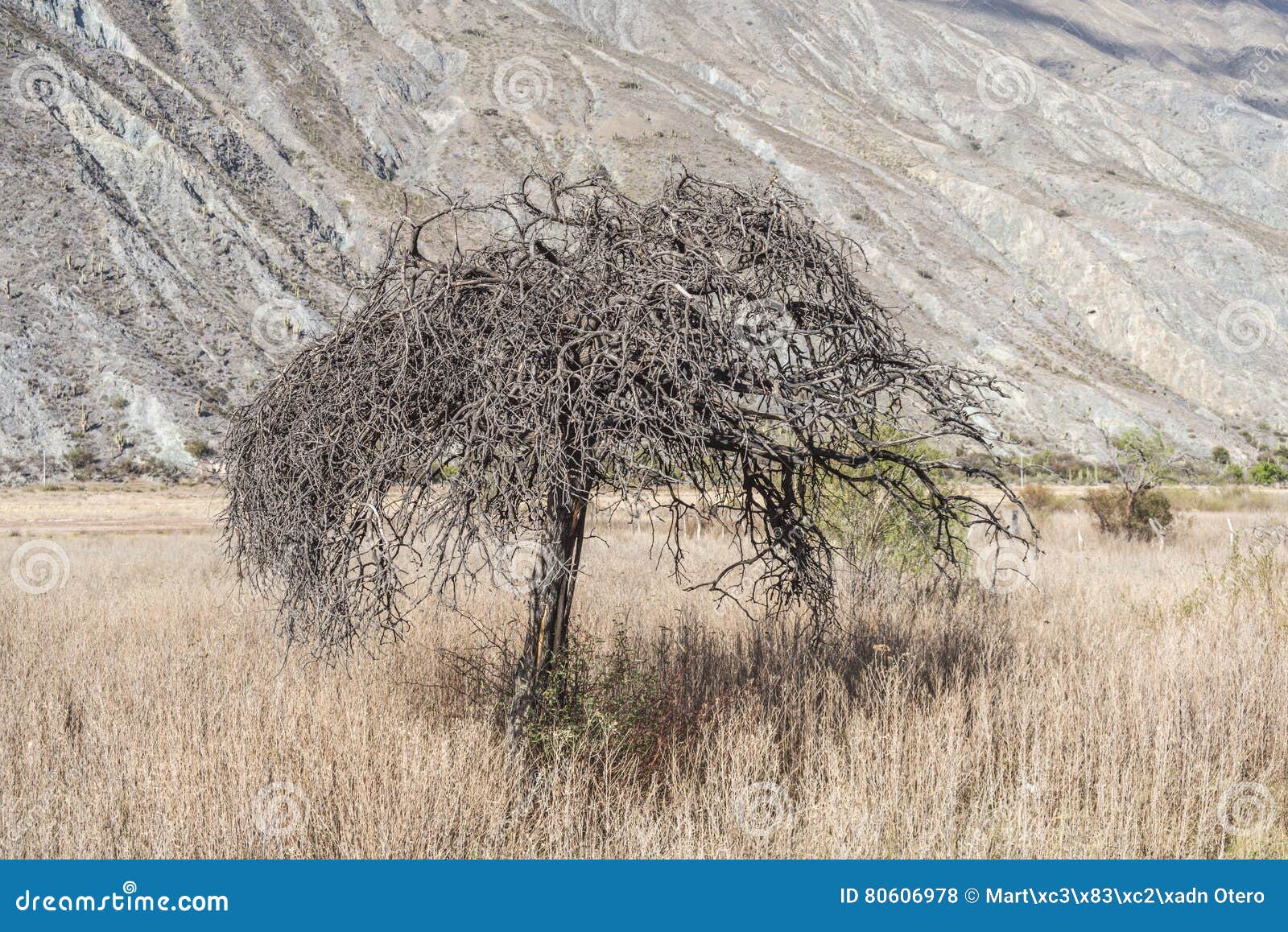 Dry Tree with Hanging Branches Stock Photo - Image of pasture, lonely ...