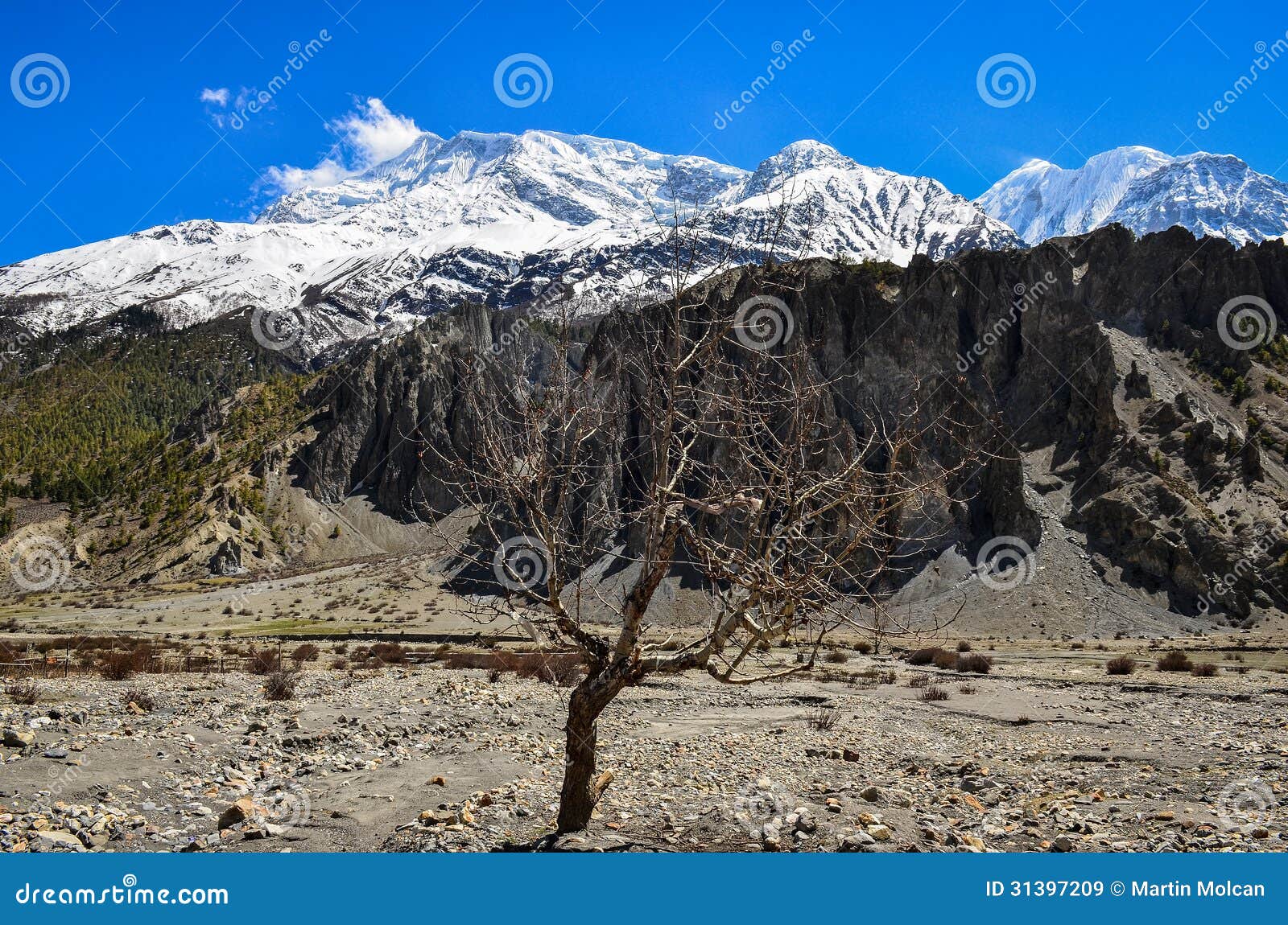Dry Tree and Himalayas Mountain Range Stock Image - Image of asia ...