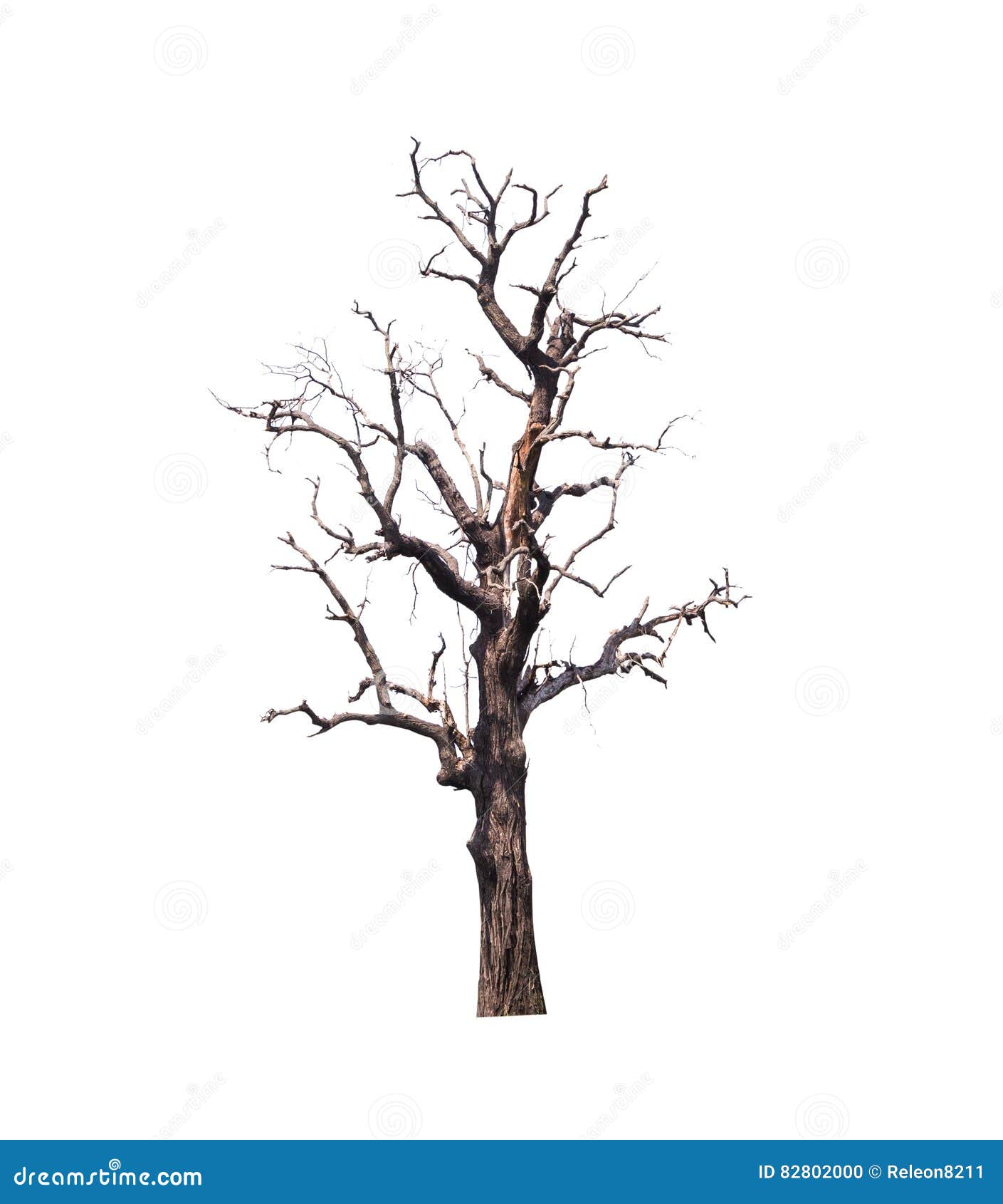 Dry tree isolate stock photo. Image of nature, isolated - 82802000