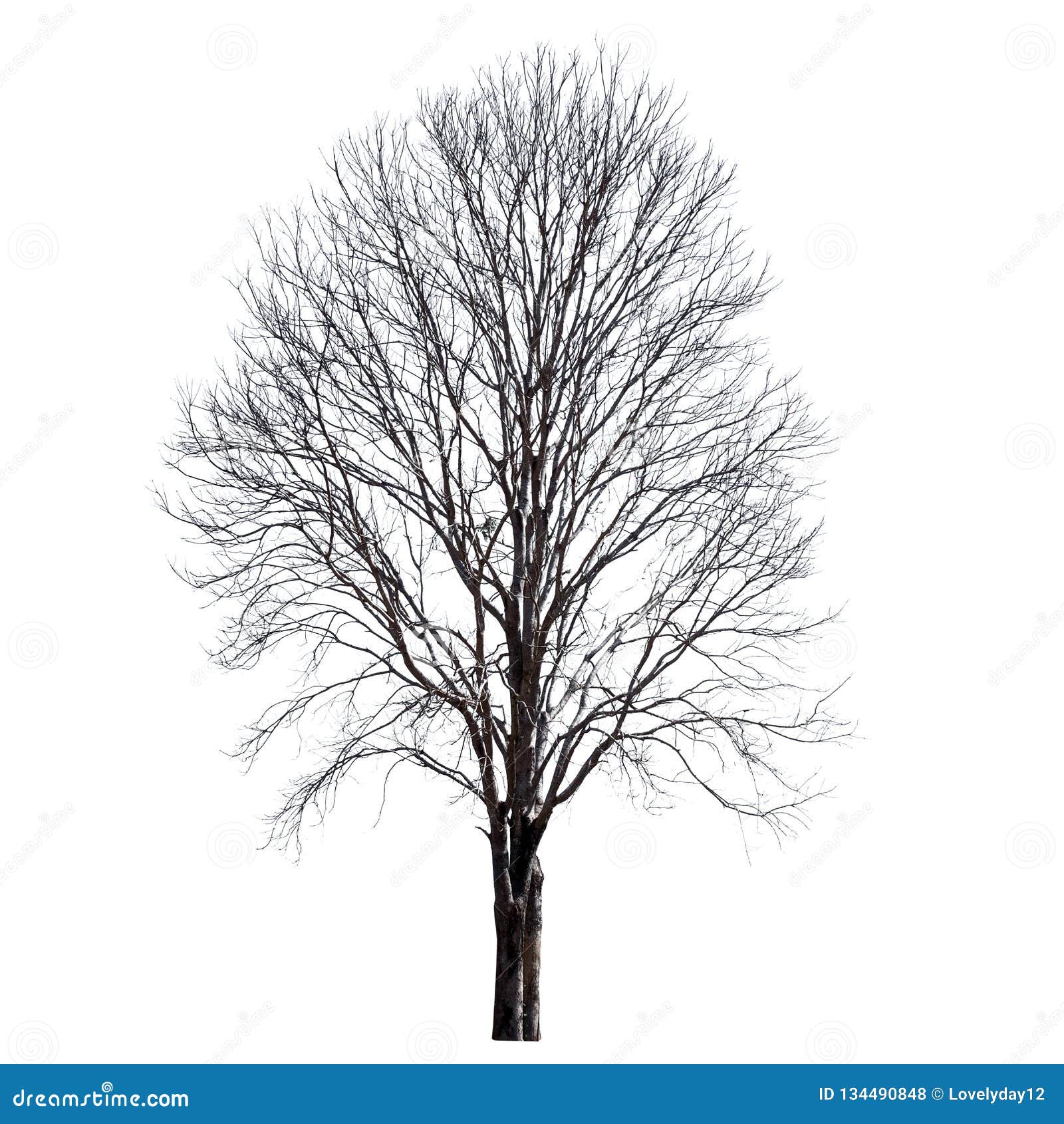 Dry tree isolate on white stock photo. Image of bare - 134490848