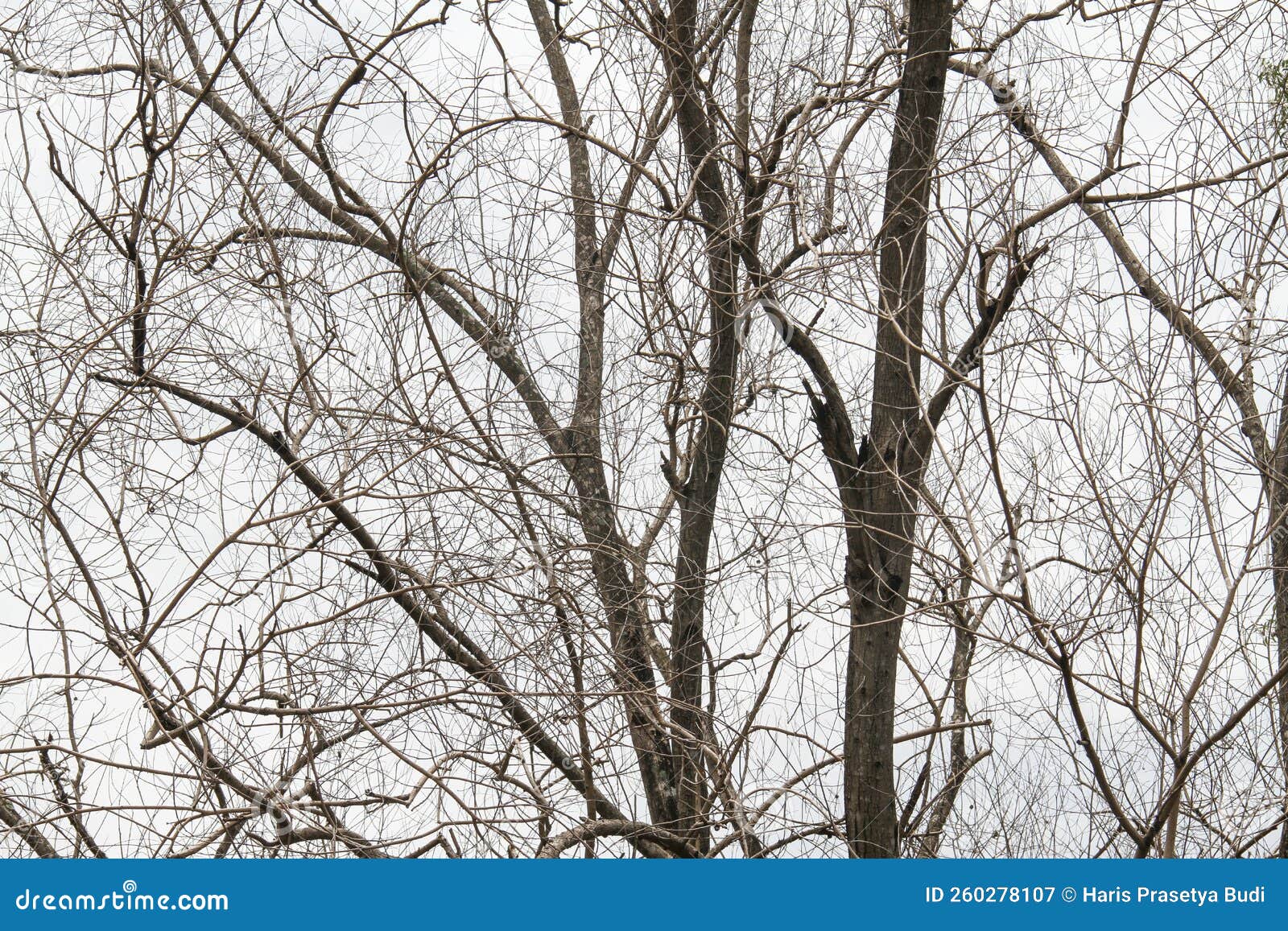 Dry Tree Isolated on Cloudy Sky Background. without Leaves Stock Image ...