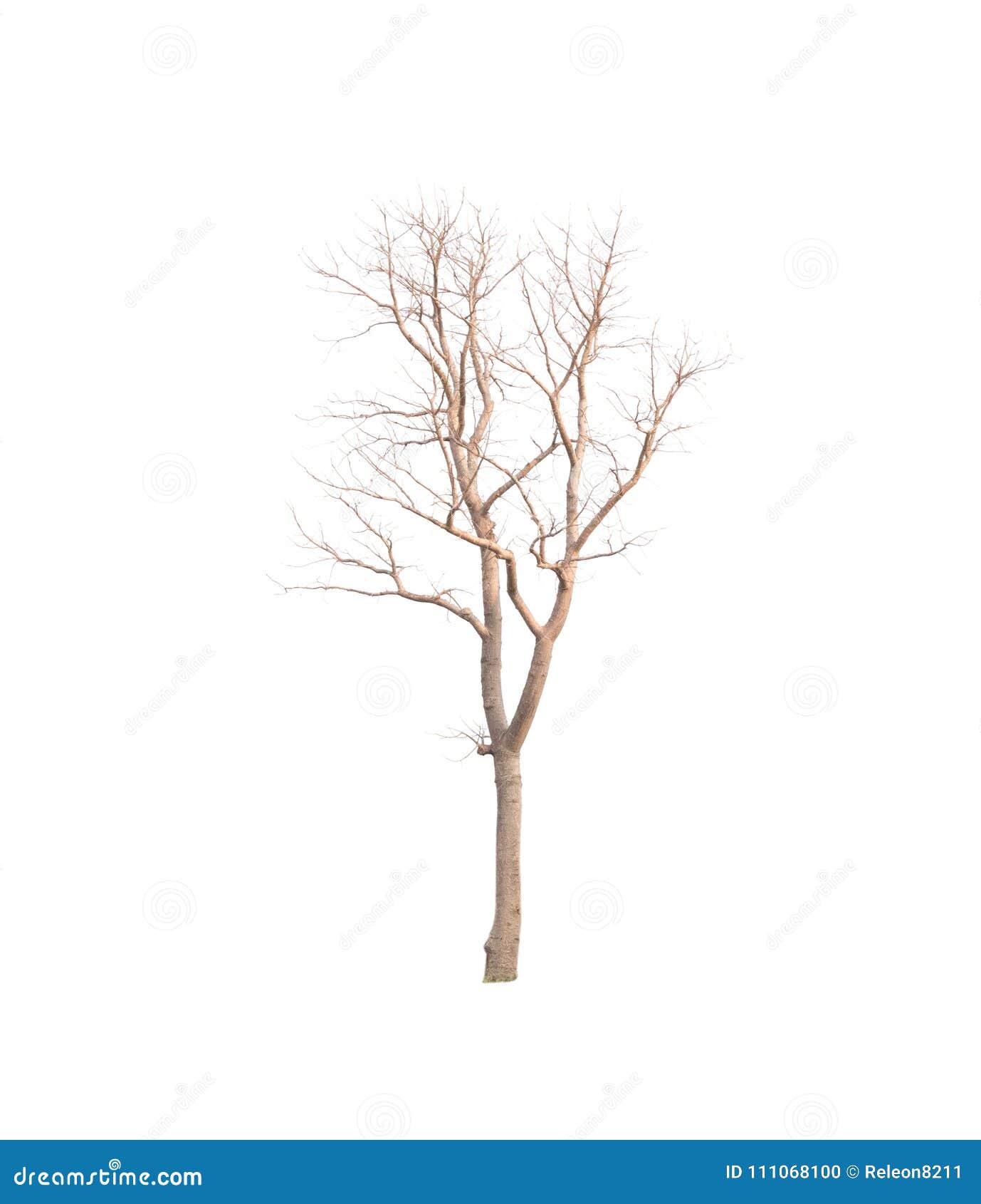 Dry tree isolated stock photo. Image of trees, plant - 111068100 Dry tree isolated stock photo. Image of trees, plant - 111068100