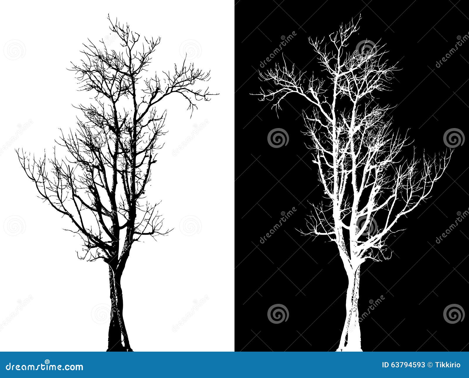 Dry tree isolated vector stock vector. Illustration of graphic - 63794593
