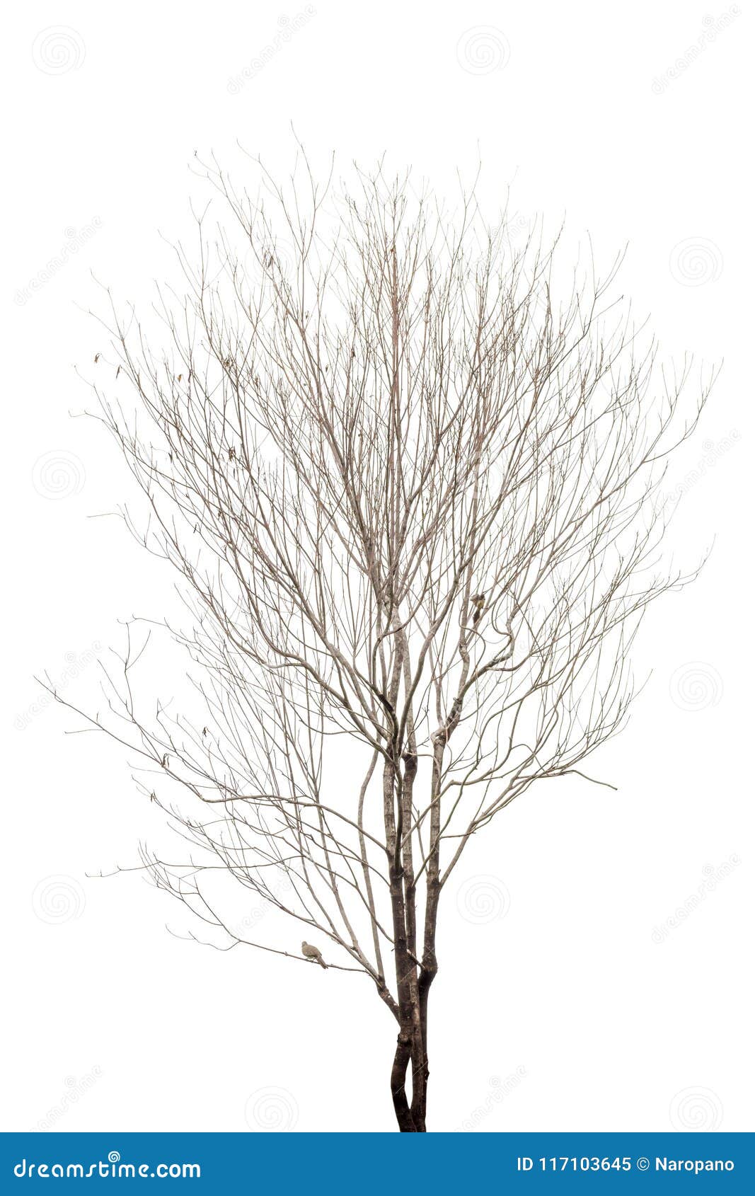 Dry Tree Isolated on White Background Stock Image - Image of outdoor ...