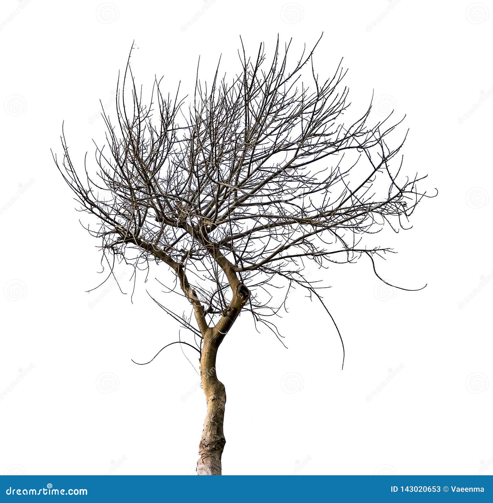 Dry tree isolated on white stock image. Image of white - 143020653