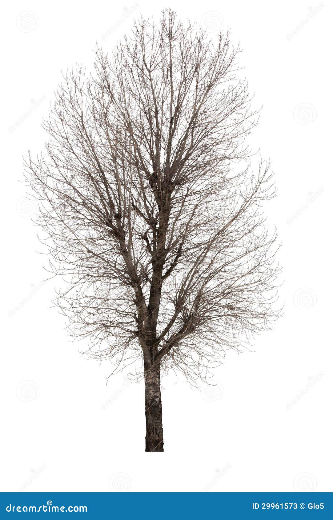 Dry tree stock image. Image of allegory, background, leafless - 29961573