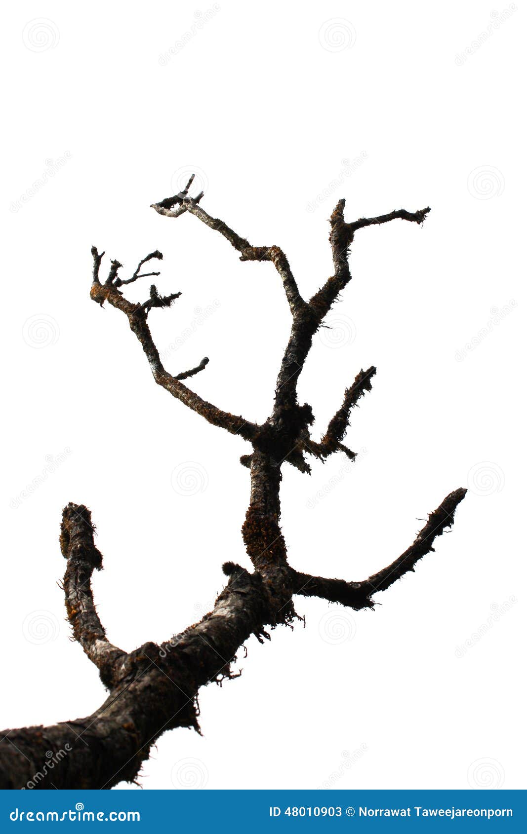 Dry Tree is Isolated on White Stock Image - Image of branch, abstract ...