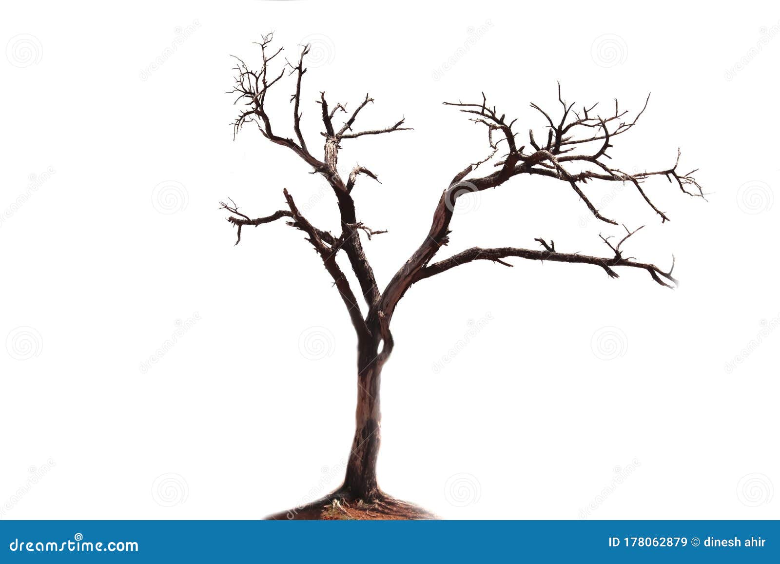 Dry Tree Isolated White Background,brown Dry Tree Stock Image - Image ...