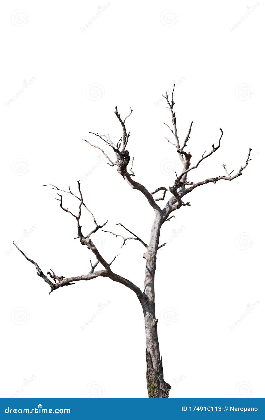 Dry Tree Isolated on White Background. Clipping Path Stock Image ...