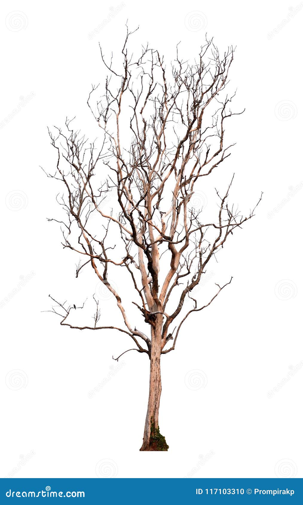 Dry Tree Isolated on White Background. Died Tree Isolated Stock Photo ...