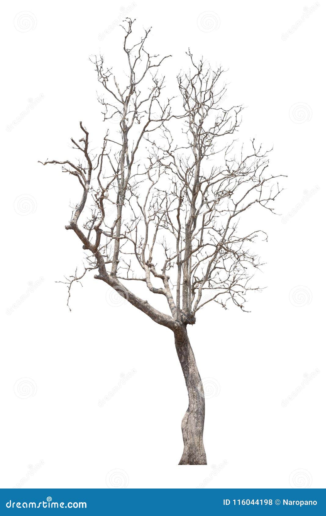 Dry Tree Isolated on White Background Stock Photo - Image of wooden ...
