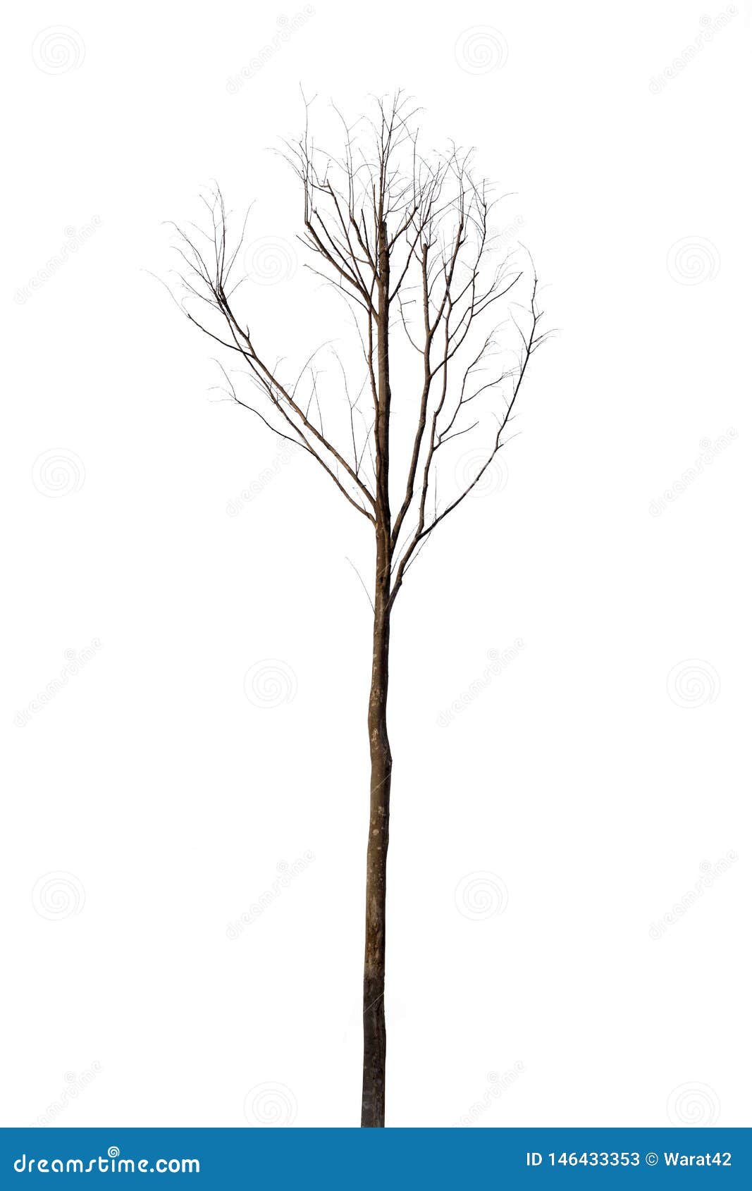 Dry Tree Isolated on White Background Stock Image - Image of white ...
