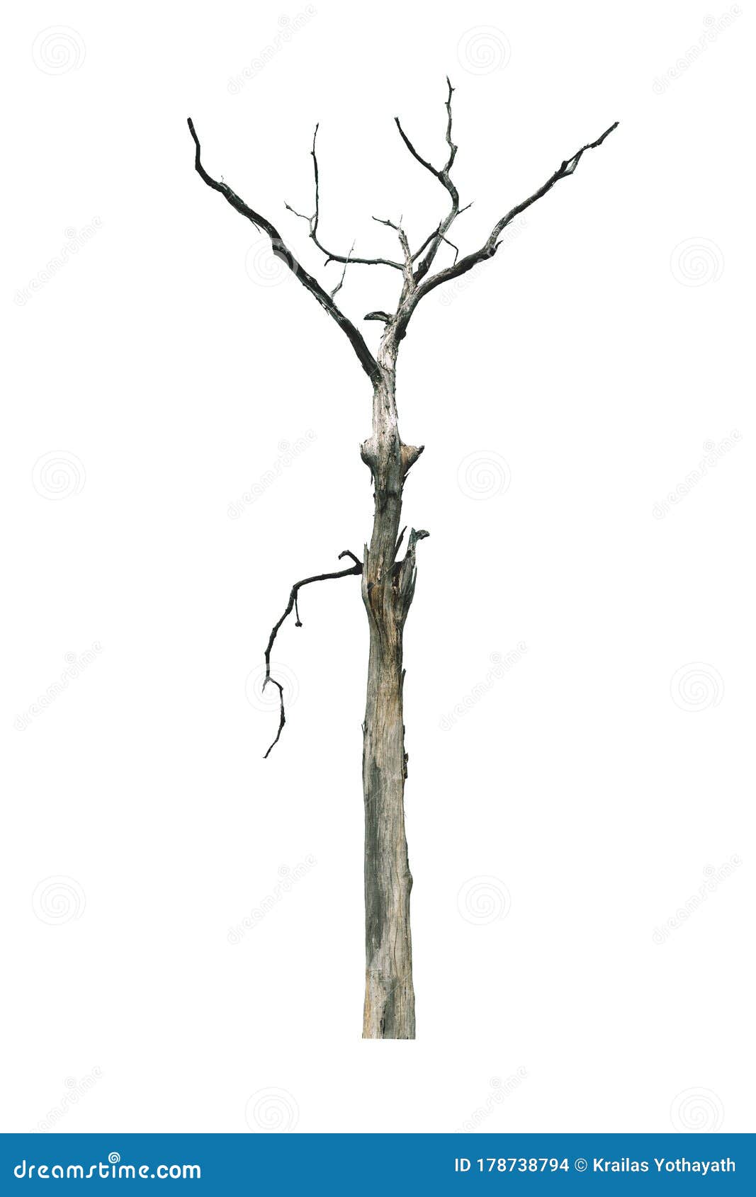 Dry Tree Isolated on White Background, Tropical Trees Isolated Used for ... Dry Tree Isolated on White Background, Tropical Trees Isolated Used for ...