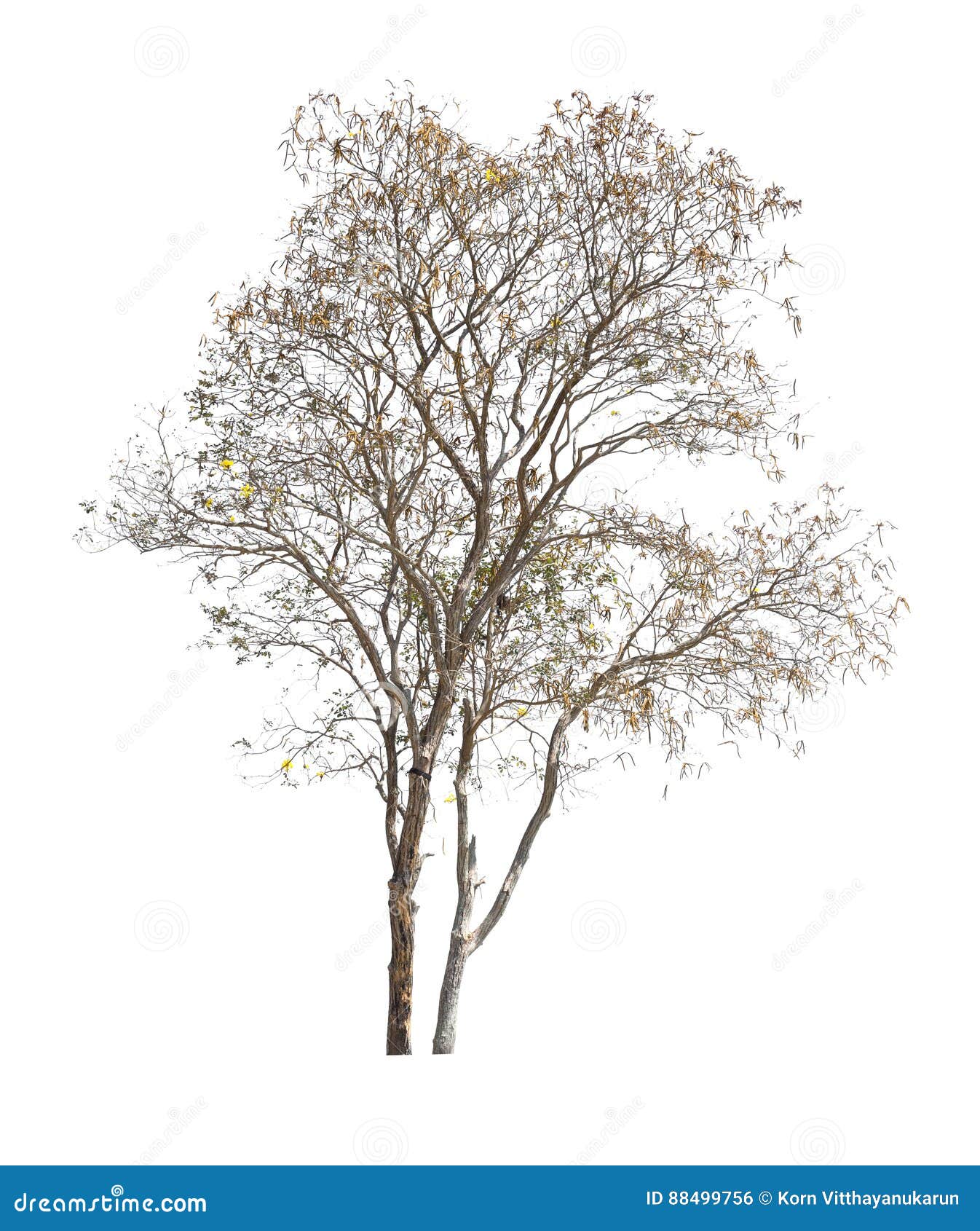 Dry Tree Isolated on White. Stock Photo - Image of silhouette, summer ...