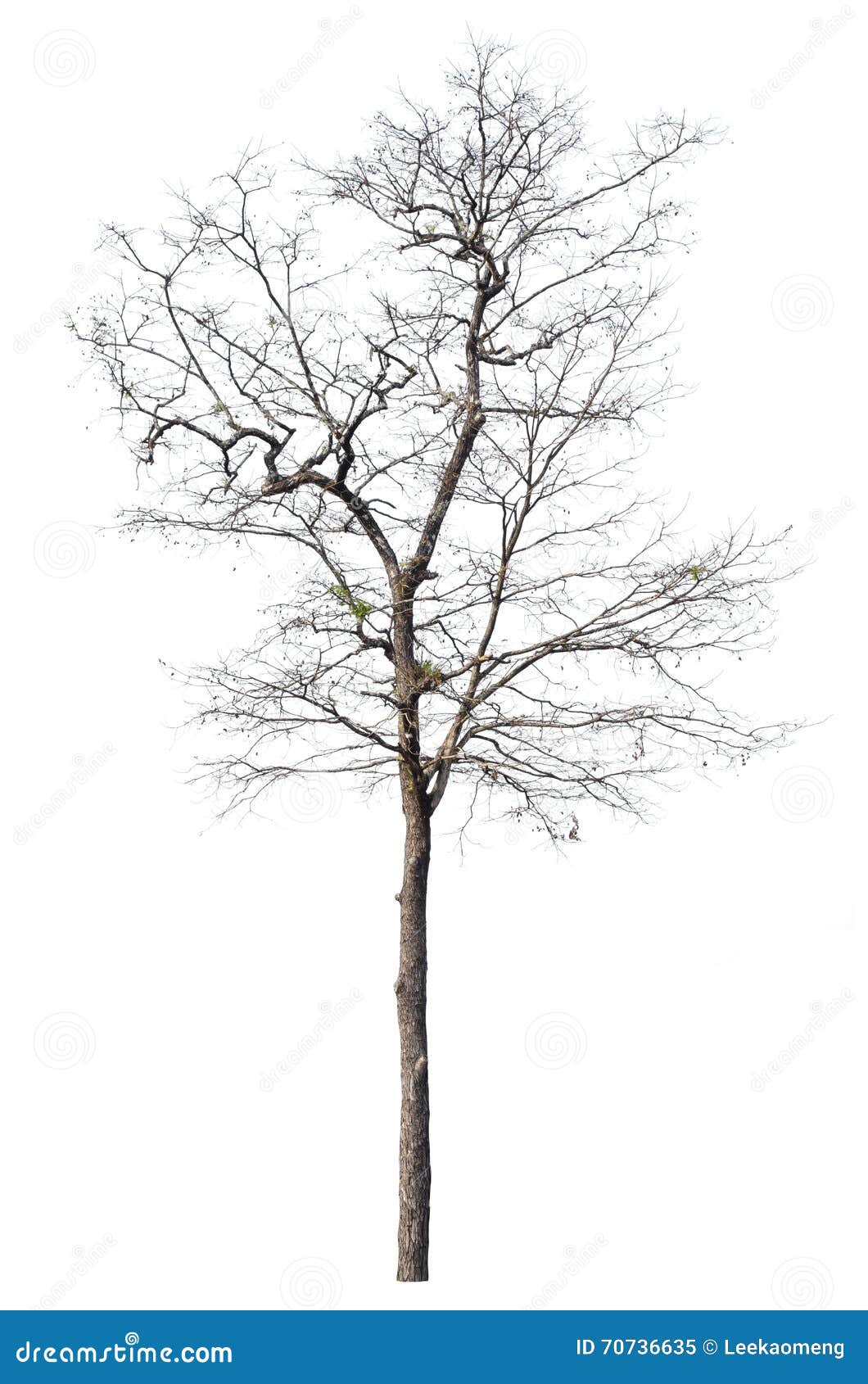 Dry tree isolated on white stock image. Image of isolated - 70736635