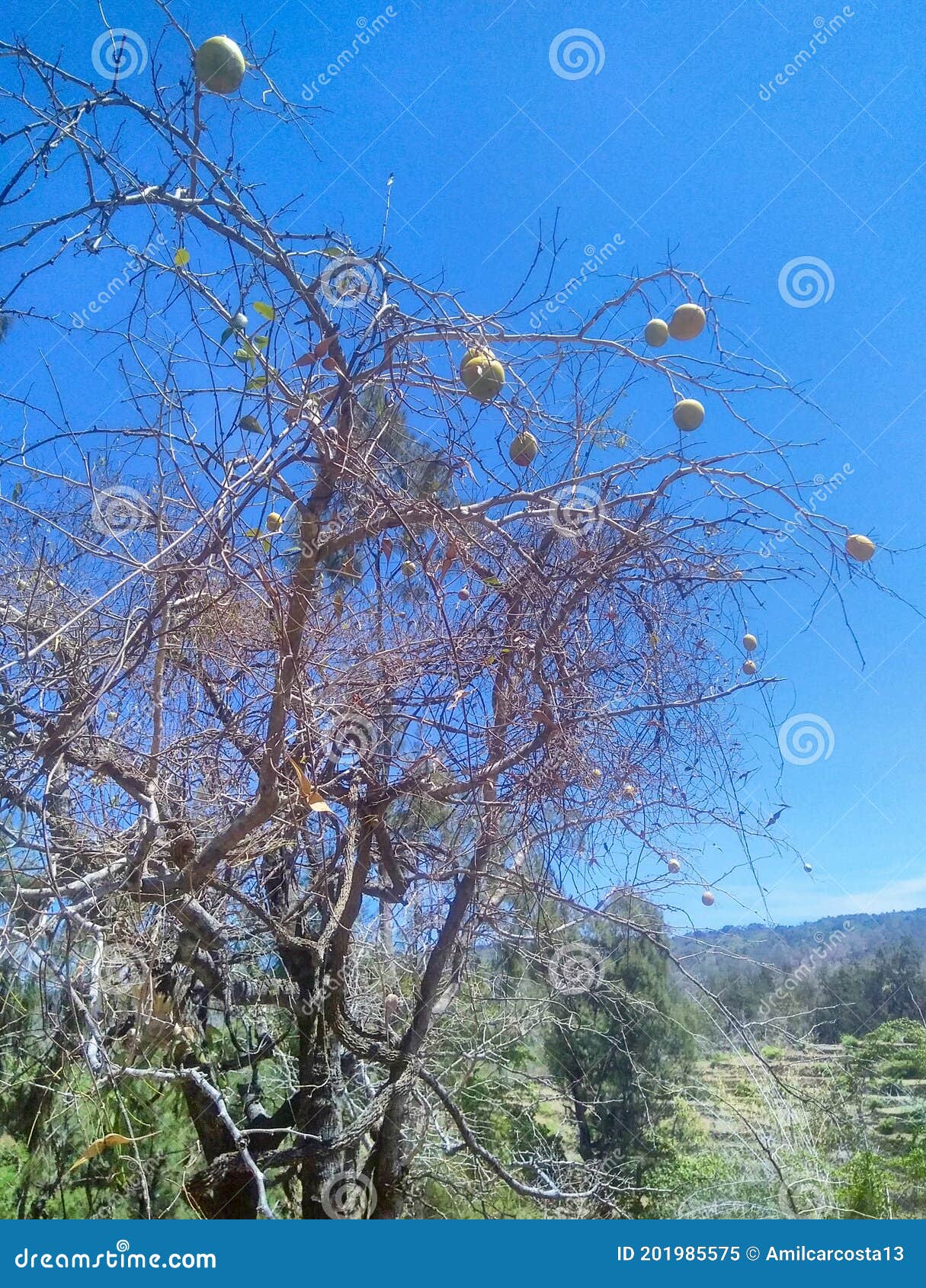 Dry Tree with Its Fruits in the Forest. Stock Image - Image of produce ...