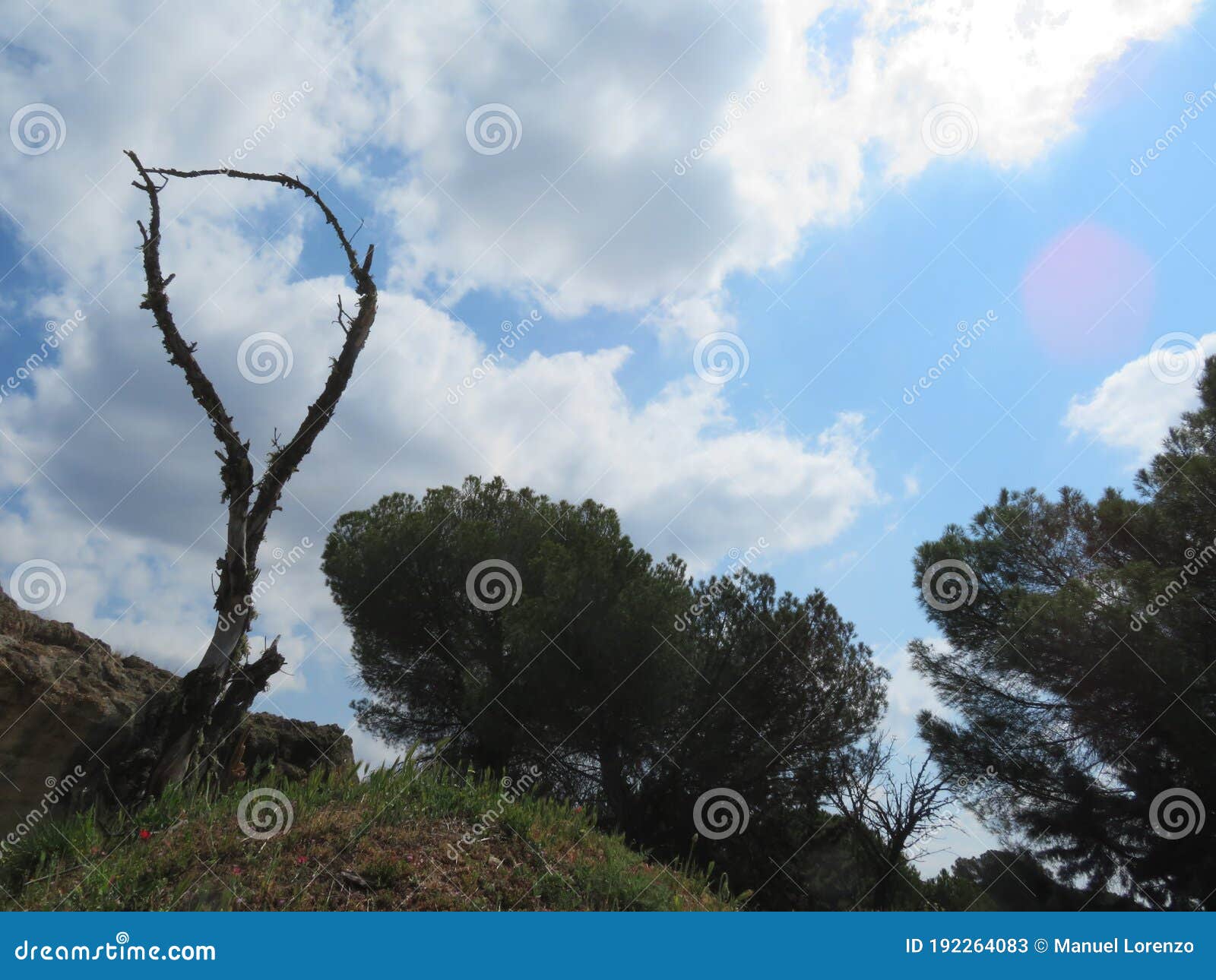 Dry Tree Landscape Sky Clouds Form Twisted Broom Stock Image - Image of ...