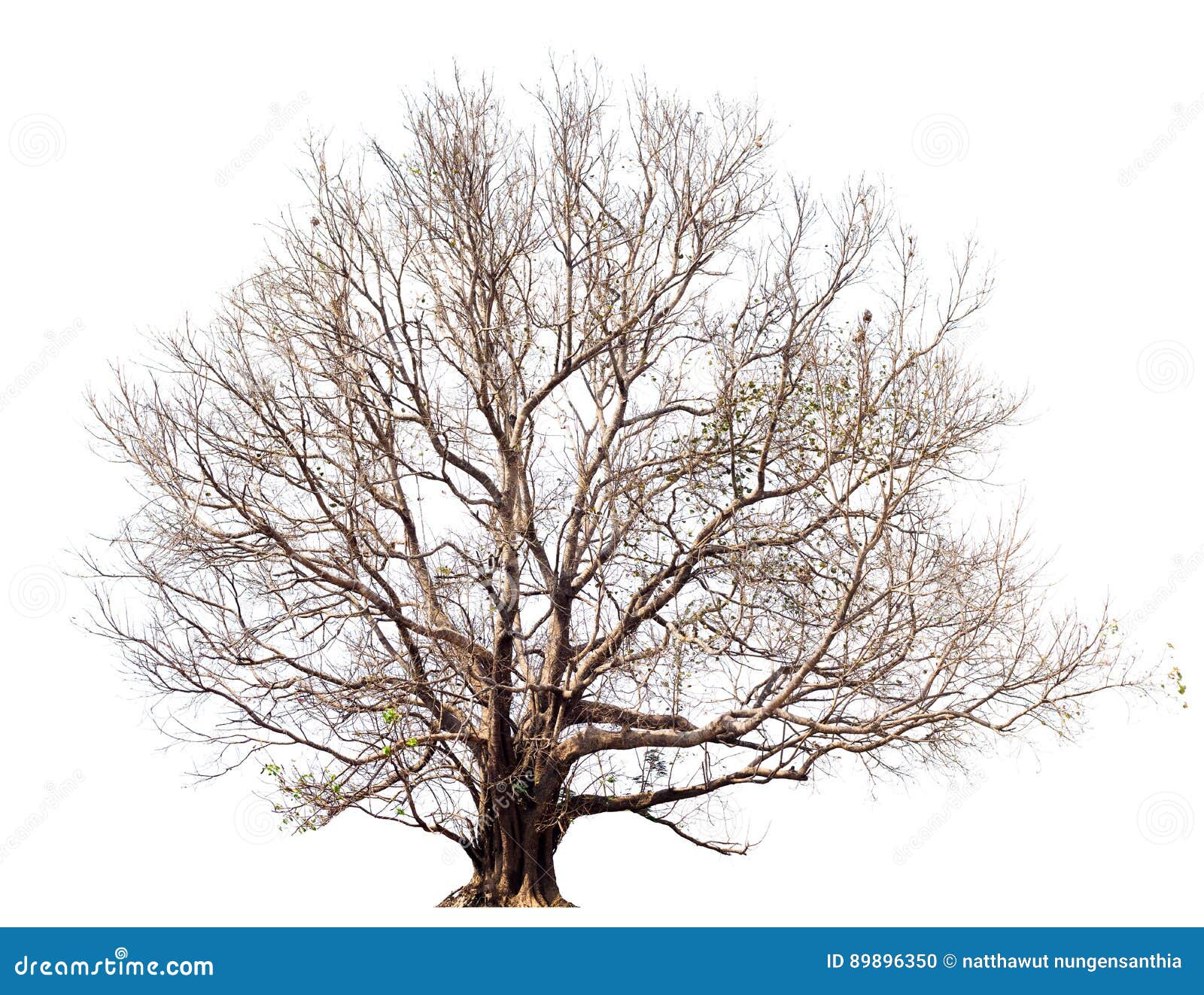 Dry Tree without Large Leaves,Bodhi Tree on White.Tree Isolated Stock ...