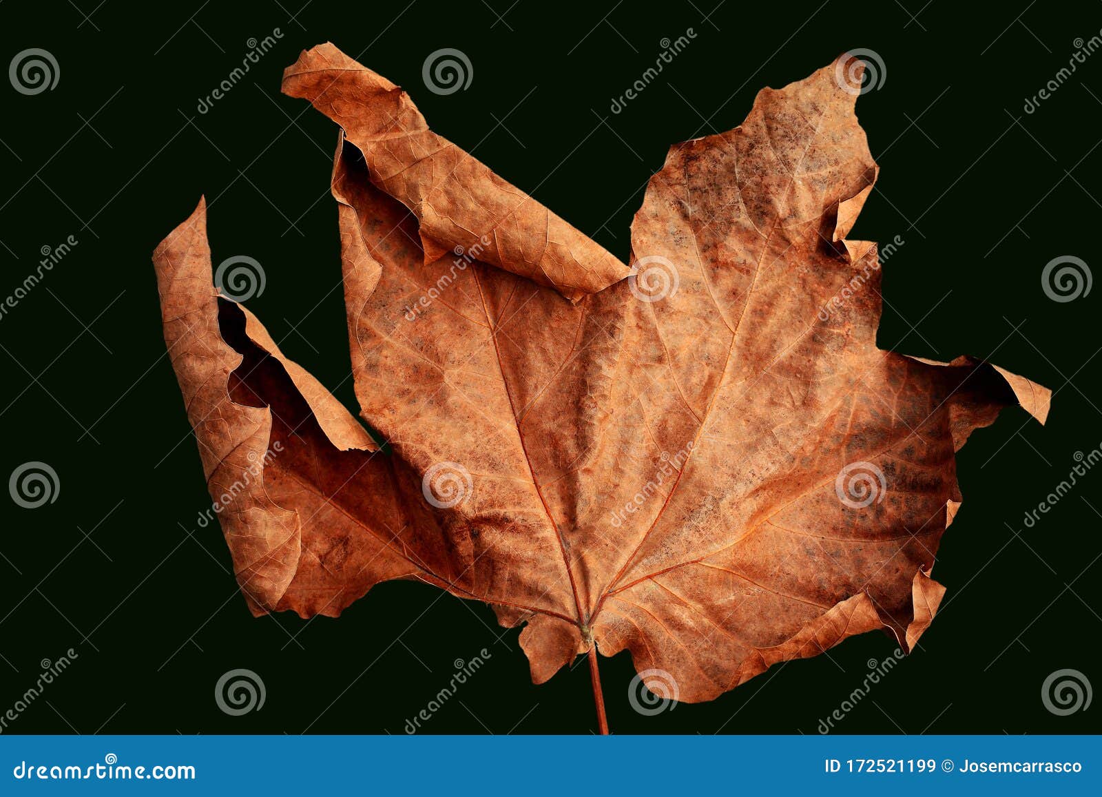 Dry tree leaf in autumn stock image. Image of background - 172521199
