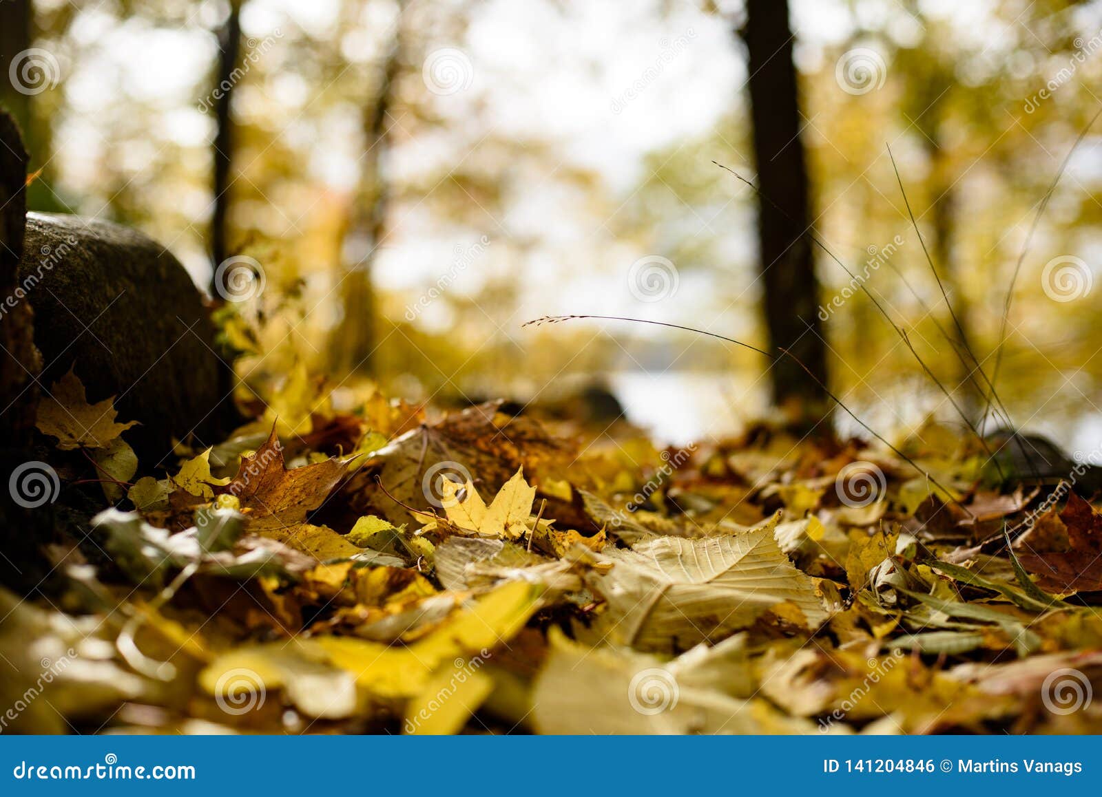 Dry Tree Leaves Background Texture on the Ground Stock Photo - Image of ...