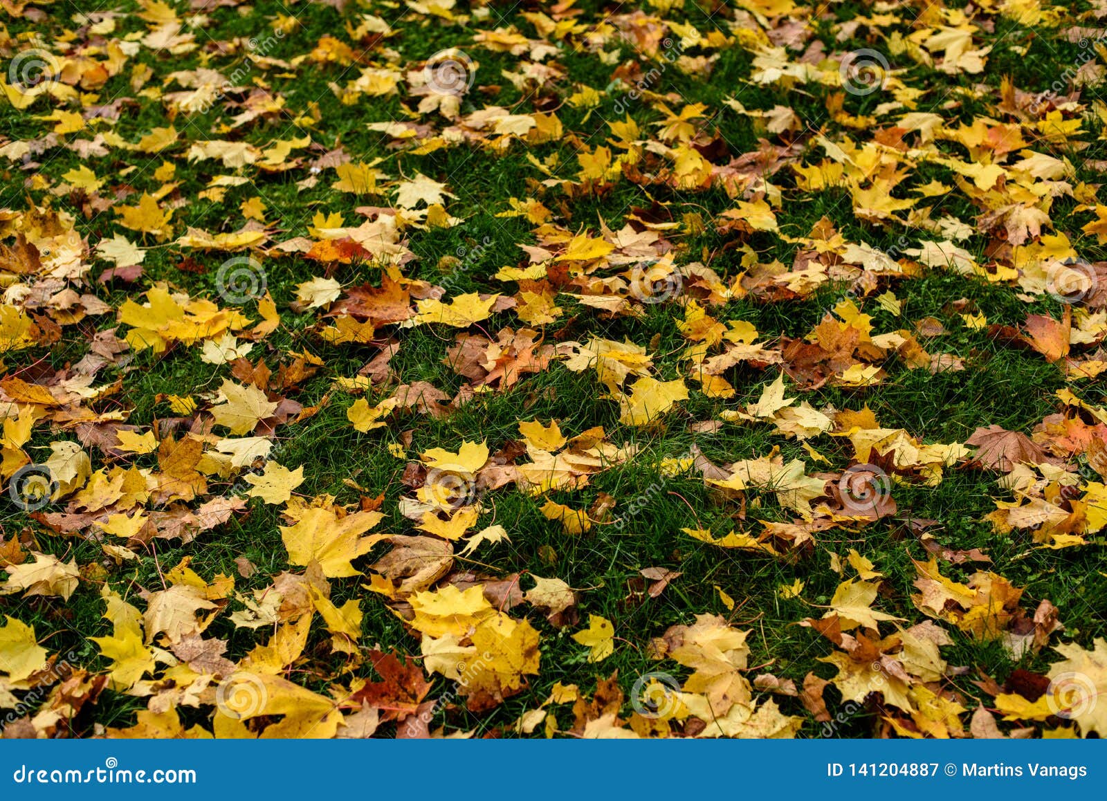 Dry Tree Leaves Background Texture on the Ground Stock Image - Image of ...