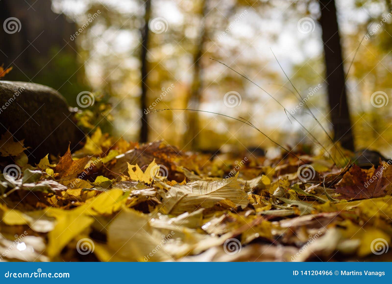 Dry Tree Leaves Background Texture on the Ground Stock Photo - Image of ...