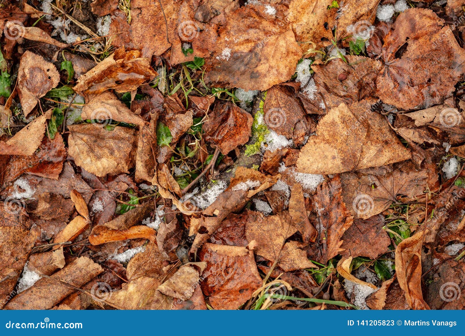 Dry Tree Leaves Background Texture on the Ground Stock Image - Image of ...