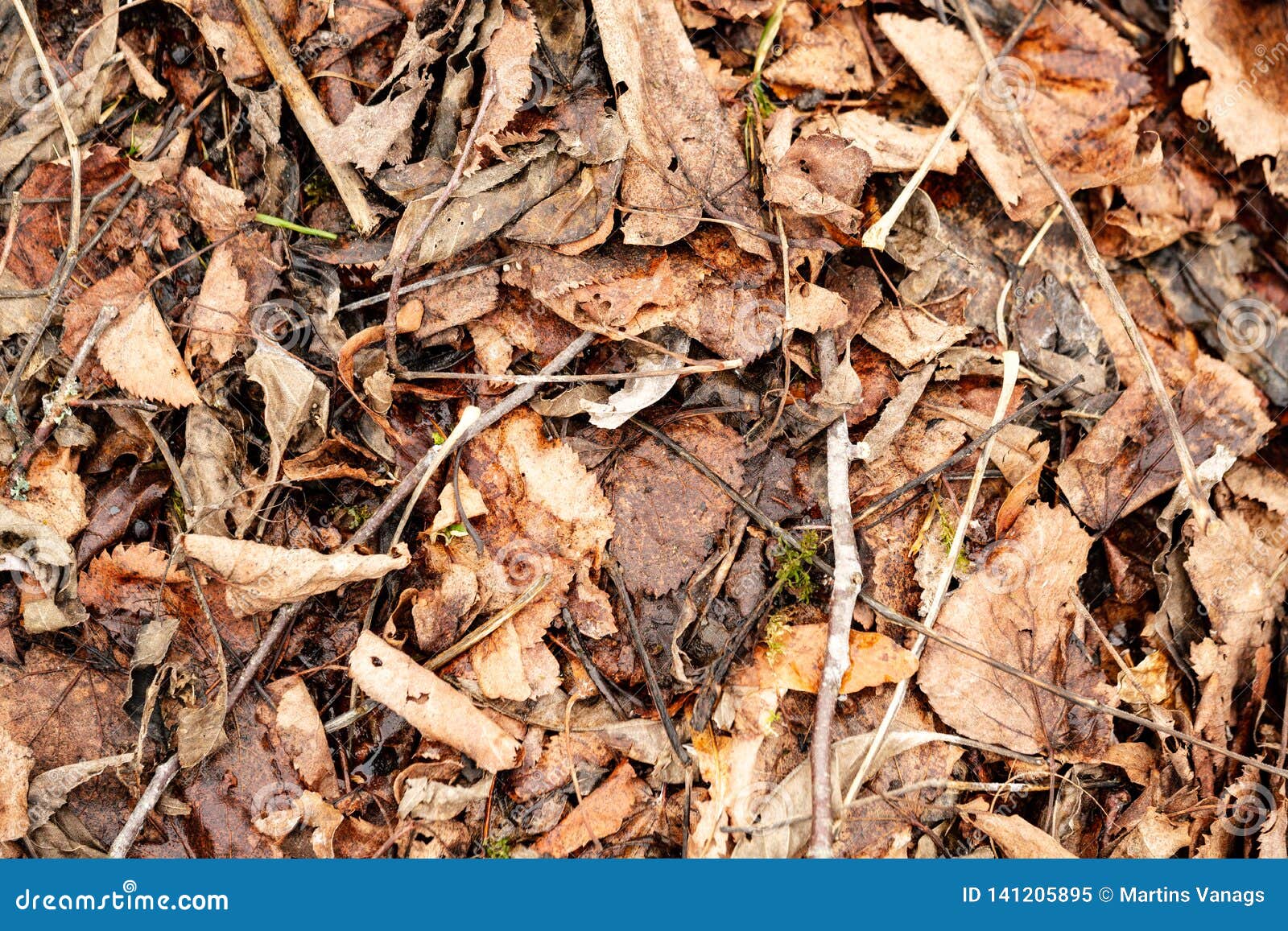 Dry Tree Leaves Background Texture on the Ground Stock Image - Image of ...