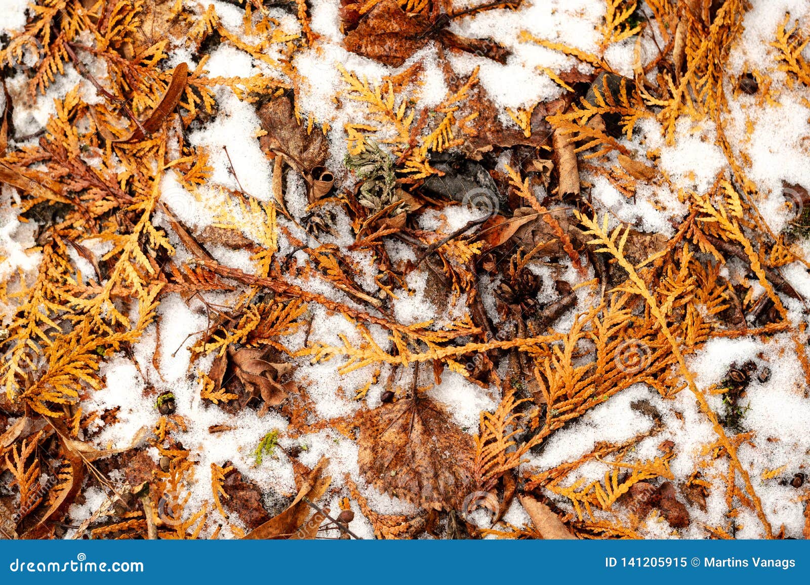 Dry Tree Leaves Background Texture on the Ground Stock Image - Image of ...