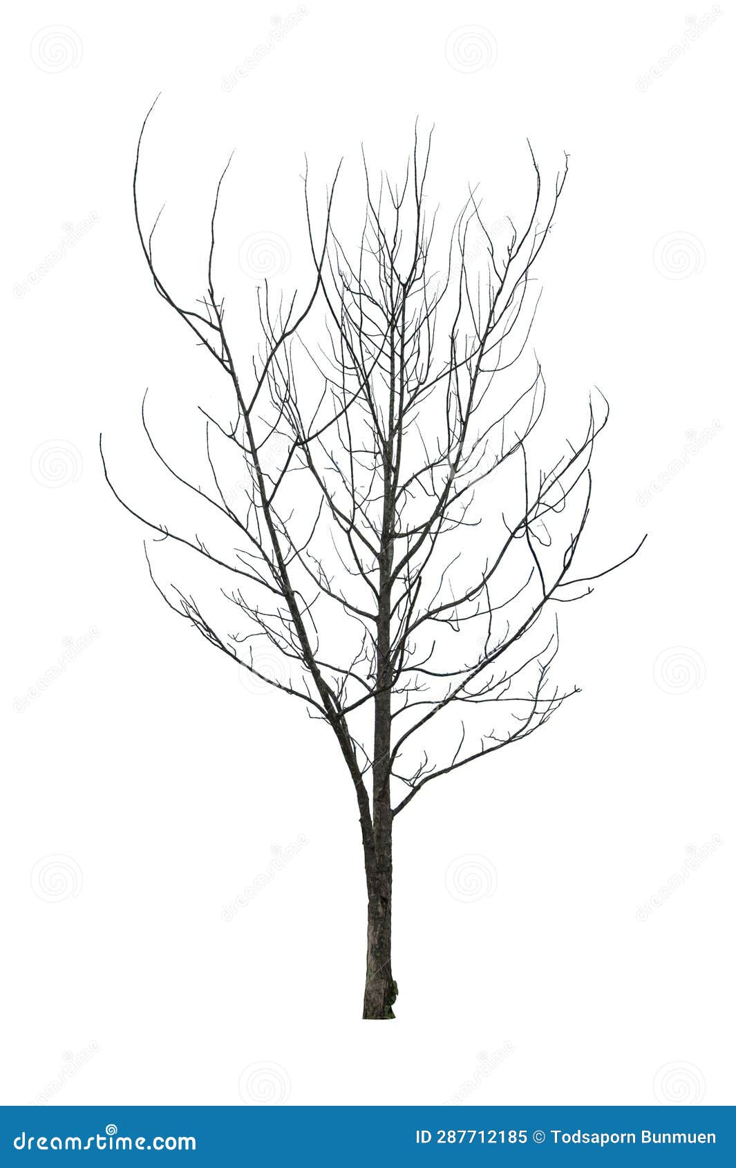 Dry Tree without Leaves Isolated on White Background Stock Image ...