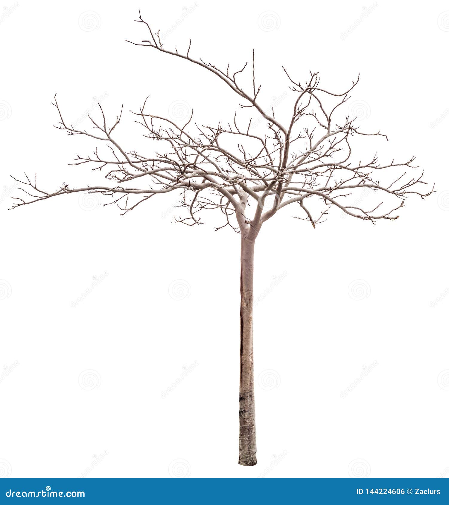Dry Tree without Leaves Isolated on White Stock Photo - Image of shape ...
