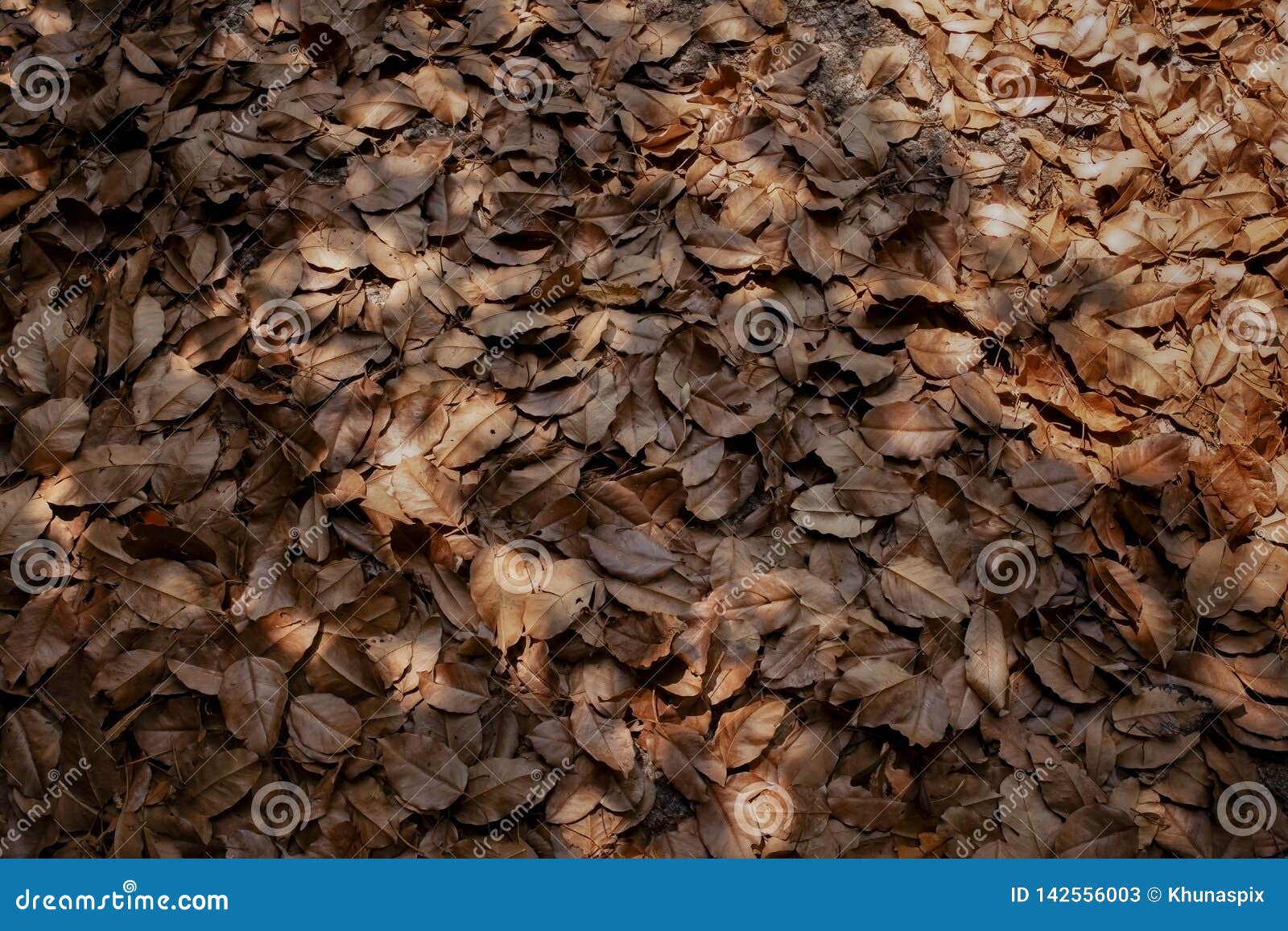 Dry Tree Leaves on Park Ground As Natural Background Stock Image ...