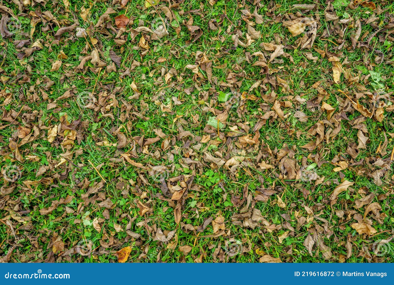 Dry Tree Leaves Texture on Forest Floor Stock Photo - Image of ...