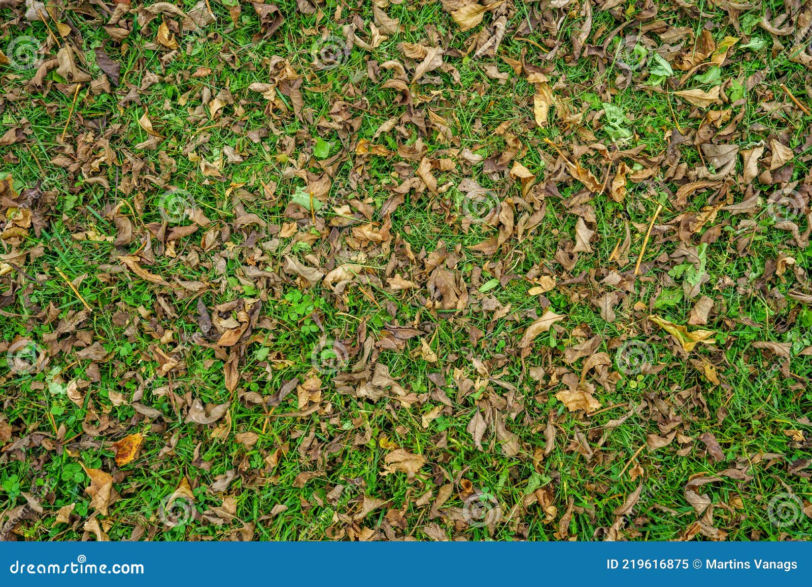 Dry Tree Leaves Texture on Forest Floor Stock Image - Image of ground ...