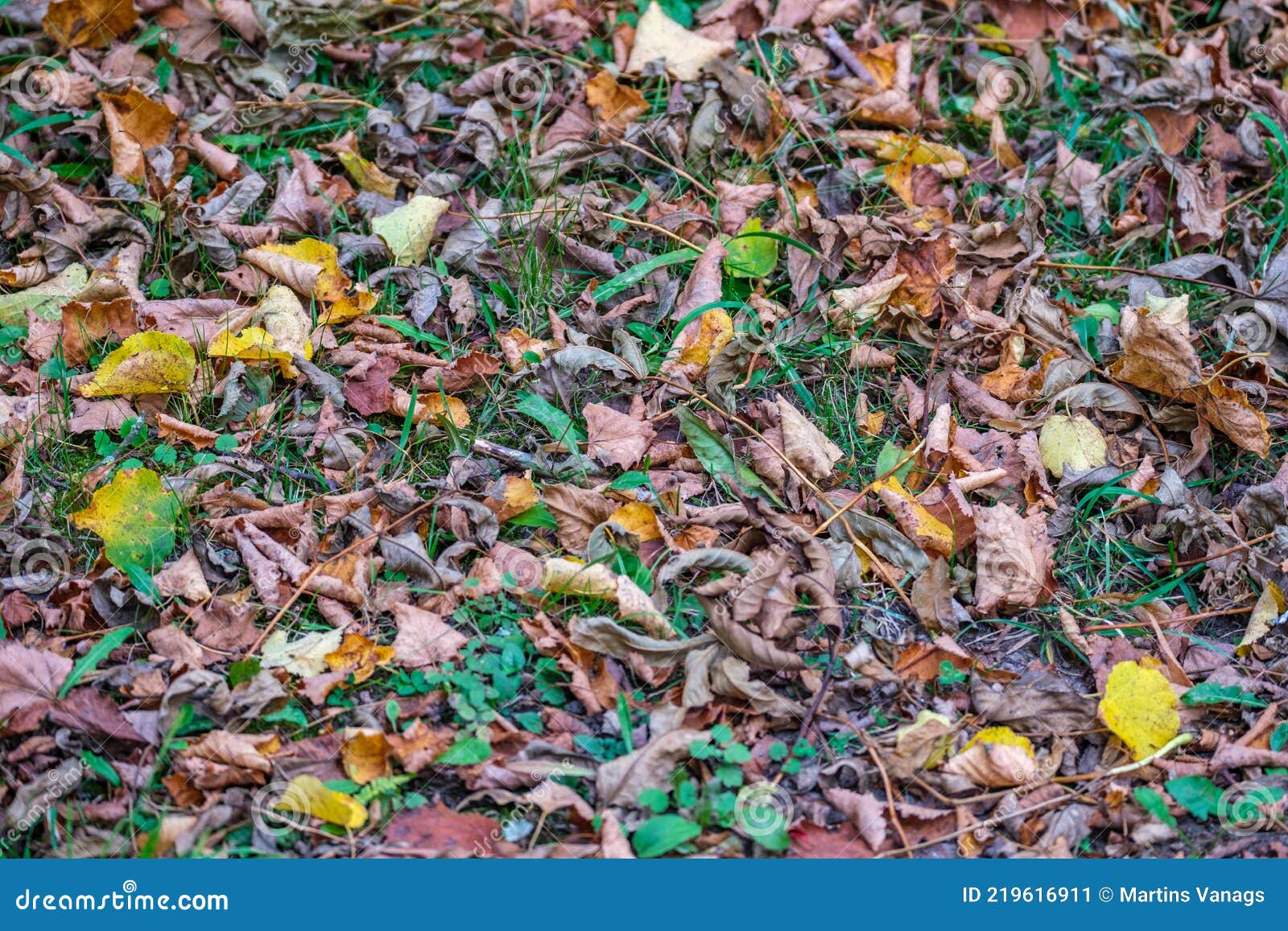 Dry Tree Leaves Texture on Forest Floor Stock Image - Image of leaves ...