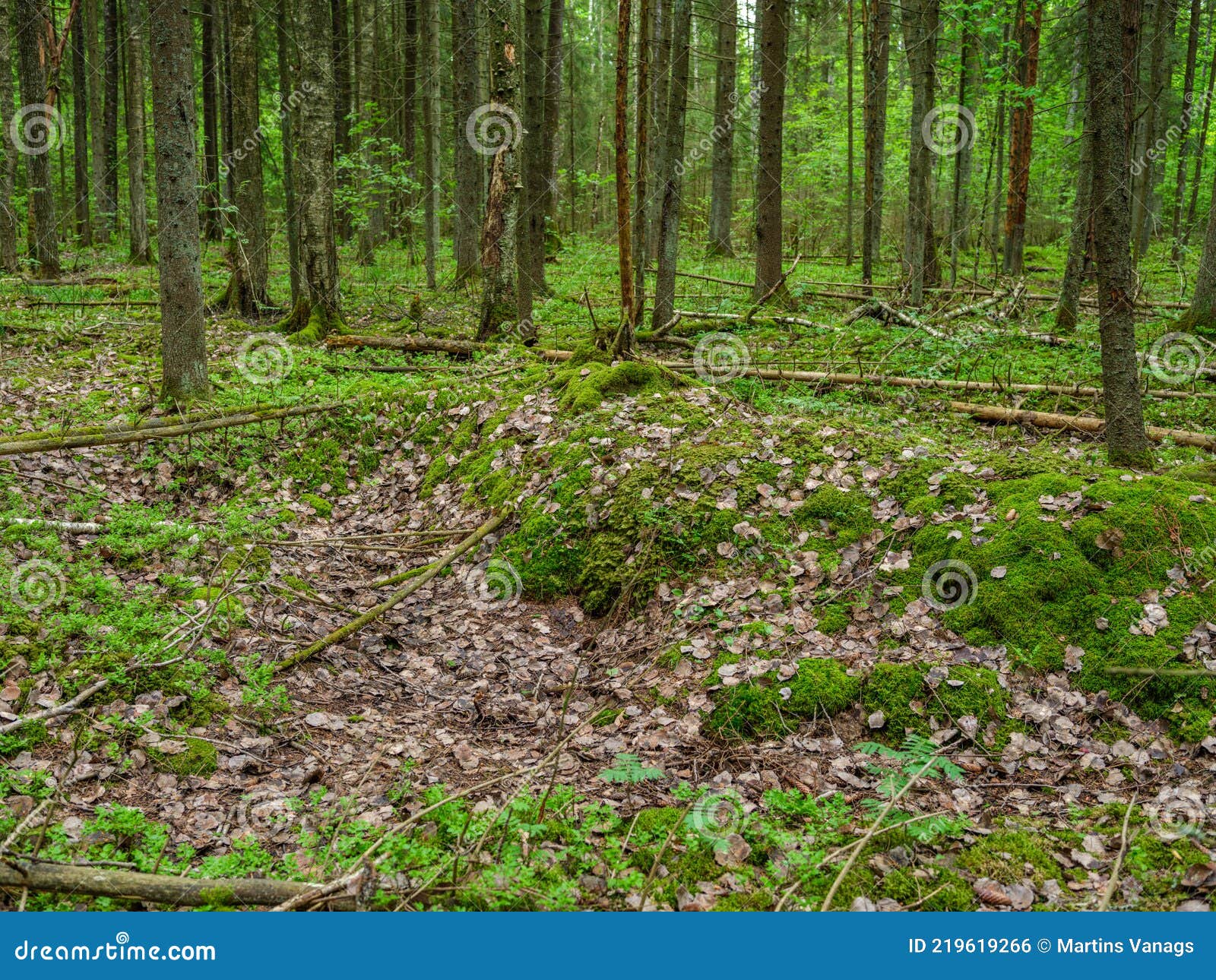 Dry Tree Leaves Texture on Forest Floor Stock Photo - Image of forest ...