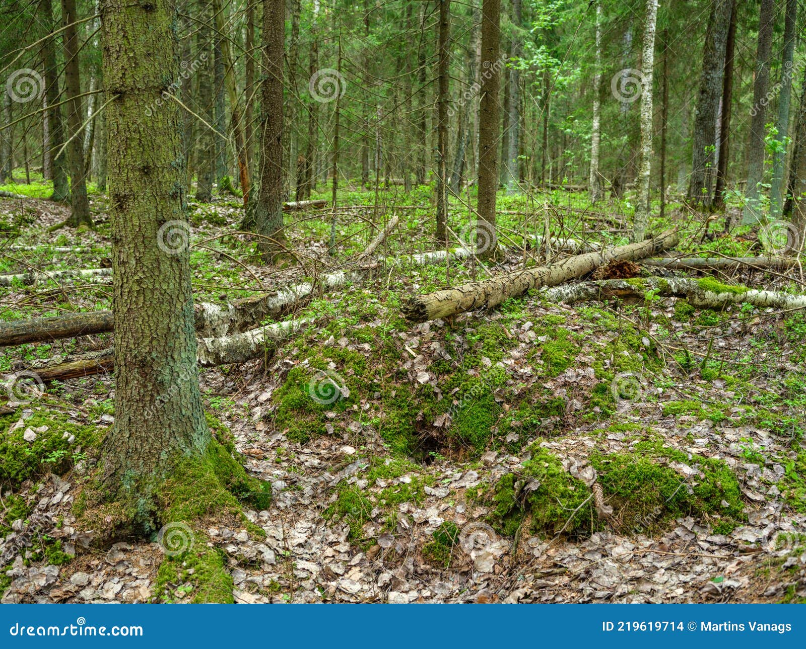 Dry Tree Leaves Texture on Forest Floor Stock Photo - Image of mixture ...